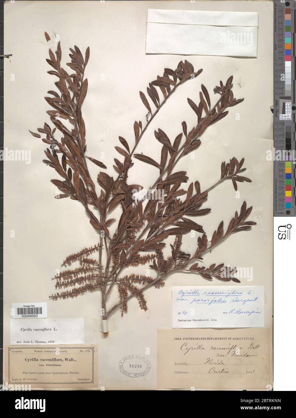 Cyrilla racemiflora L Stock Photo - Alamy