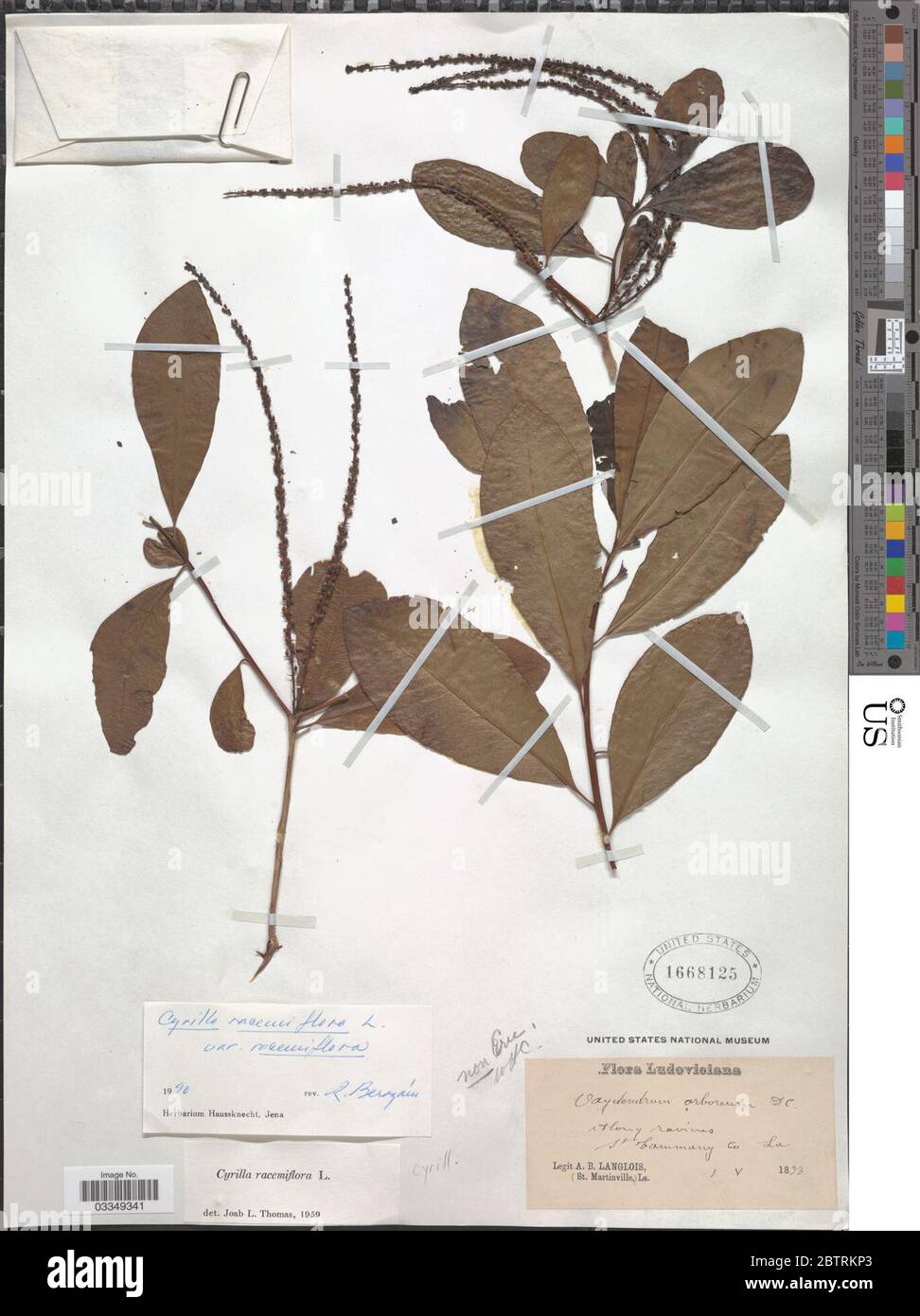 Cyrilla hi-res stock photography and images - Alamy