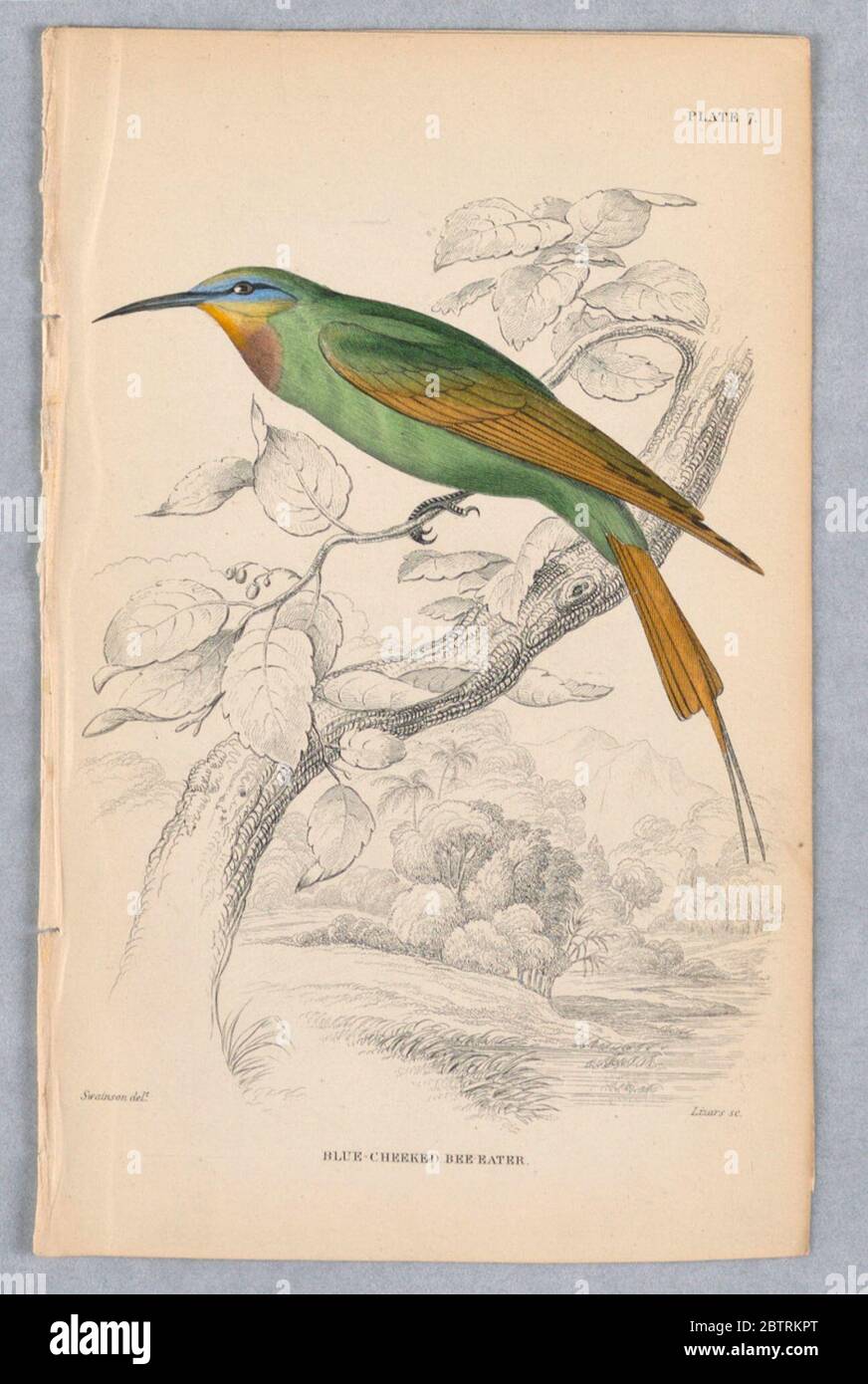 Partially brown wings hi-res stock photography and images - Alamy