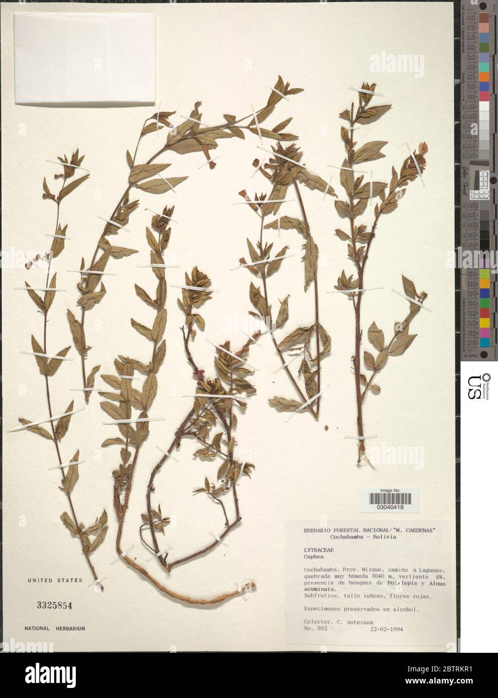 Cuphea sp hi-res stock photography and images - Alamy