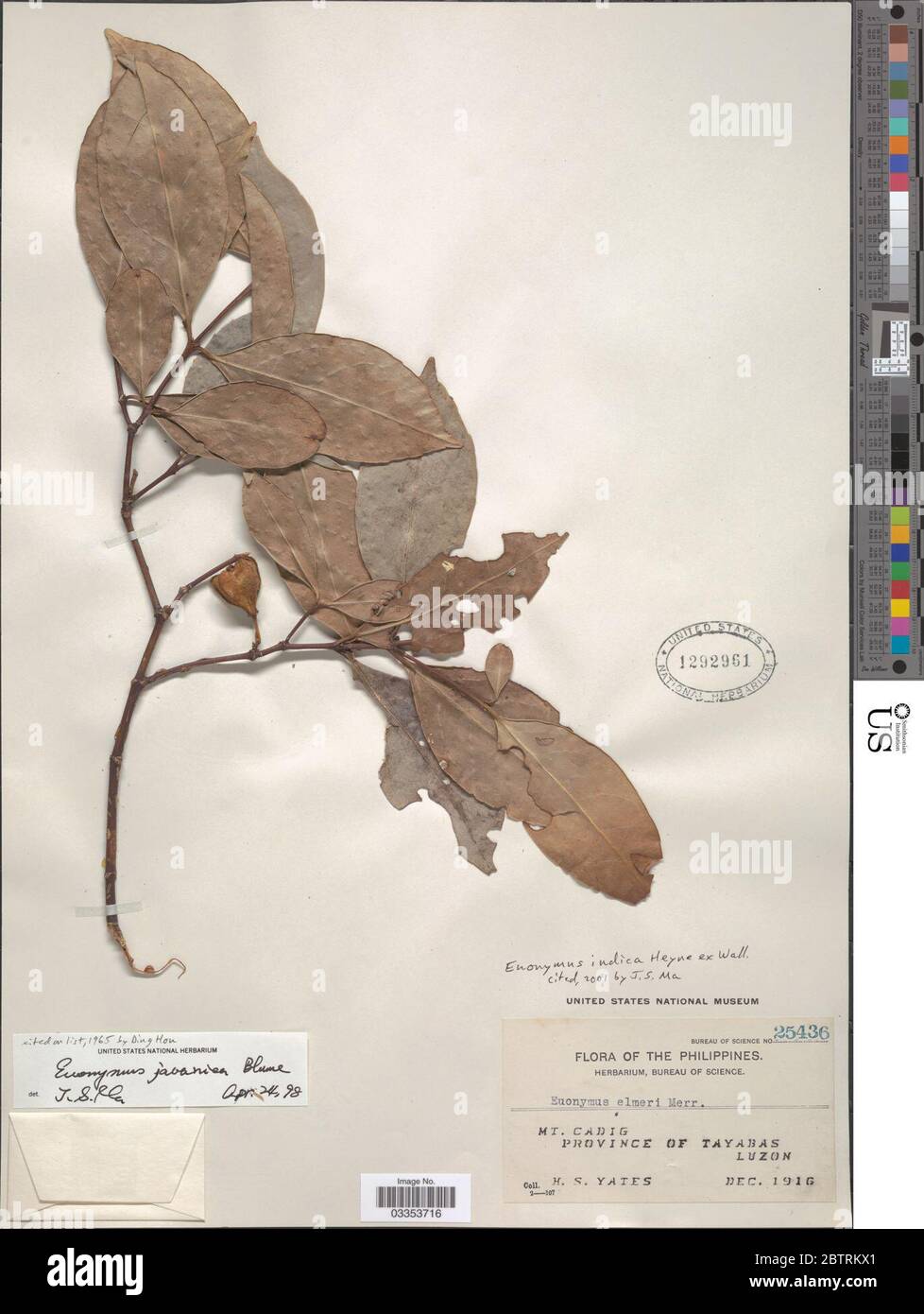 B Indicus High Resolution Stock Photography and Images - Alamy