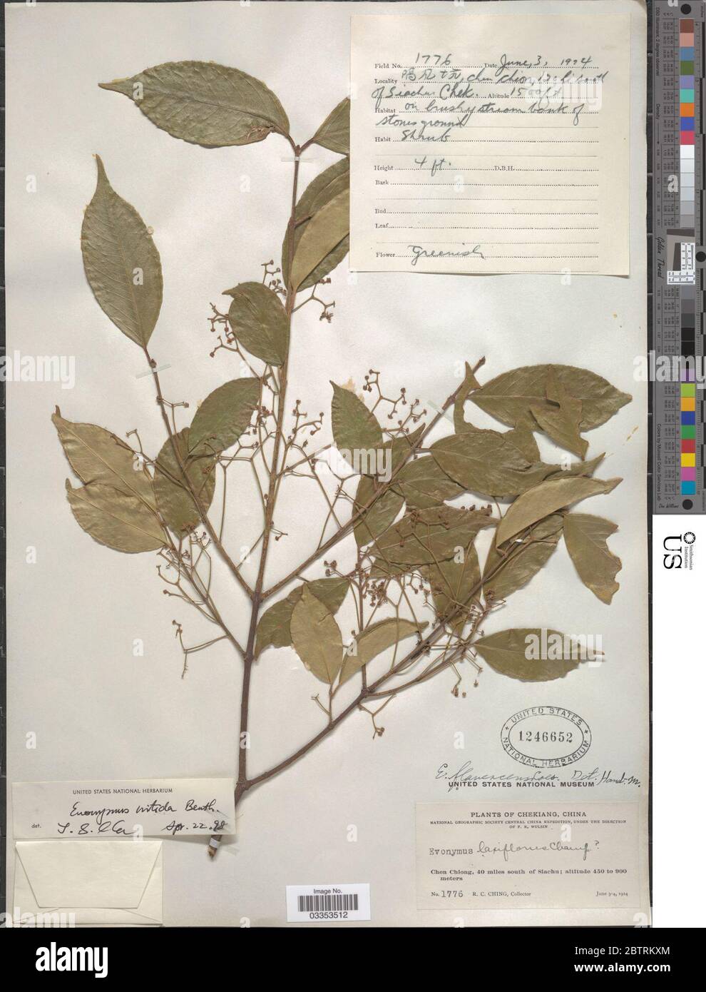 Euonymus nitidus Benth Stock Photo - Alamy