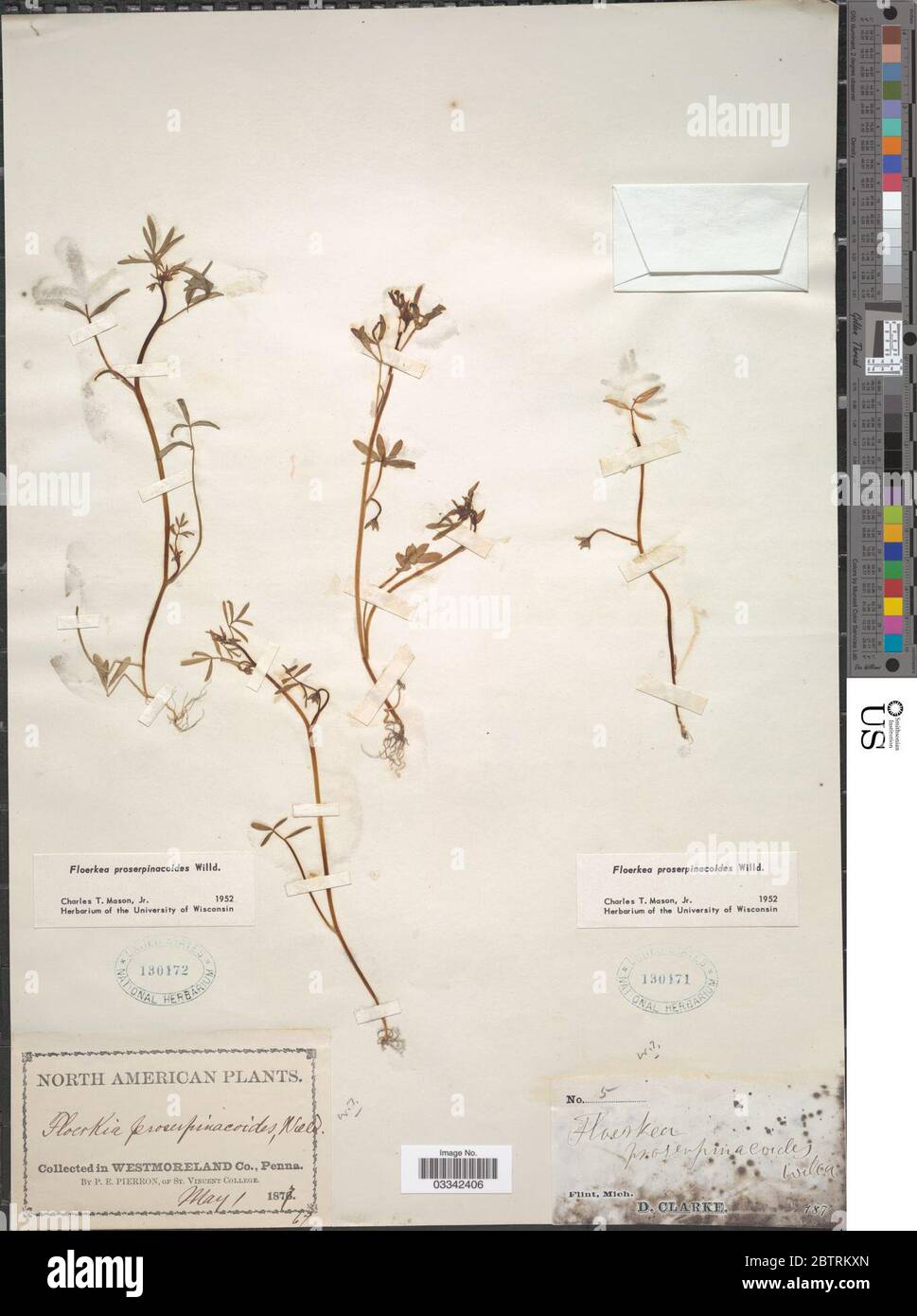 Floerkea proserpinacoides Willd Stock Photo - Alamy