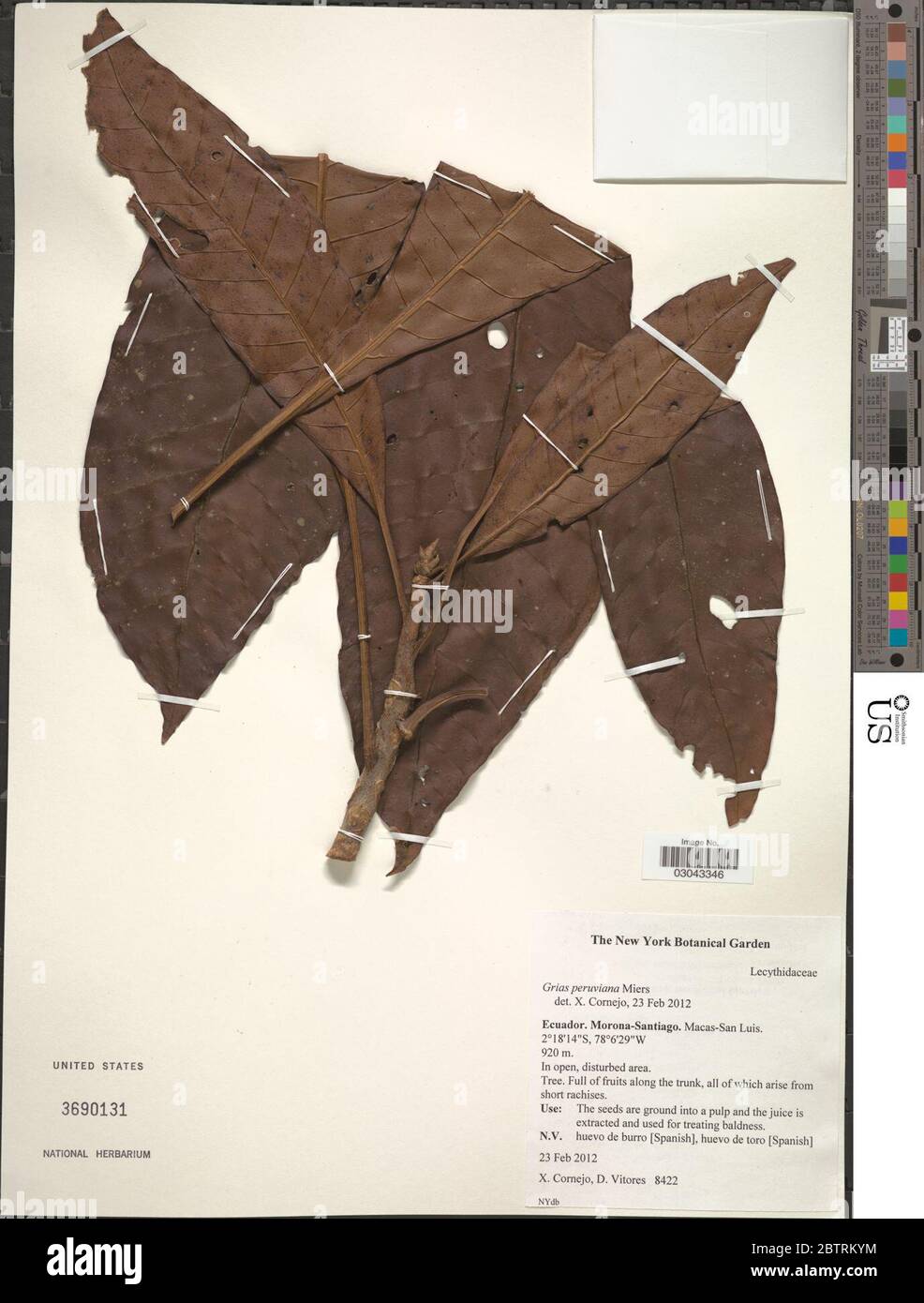 Grias hi-res stock photography and images - Alamy