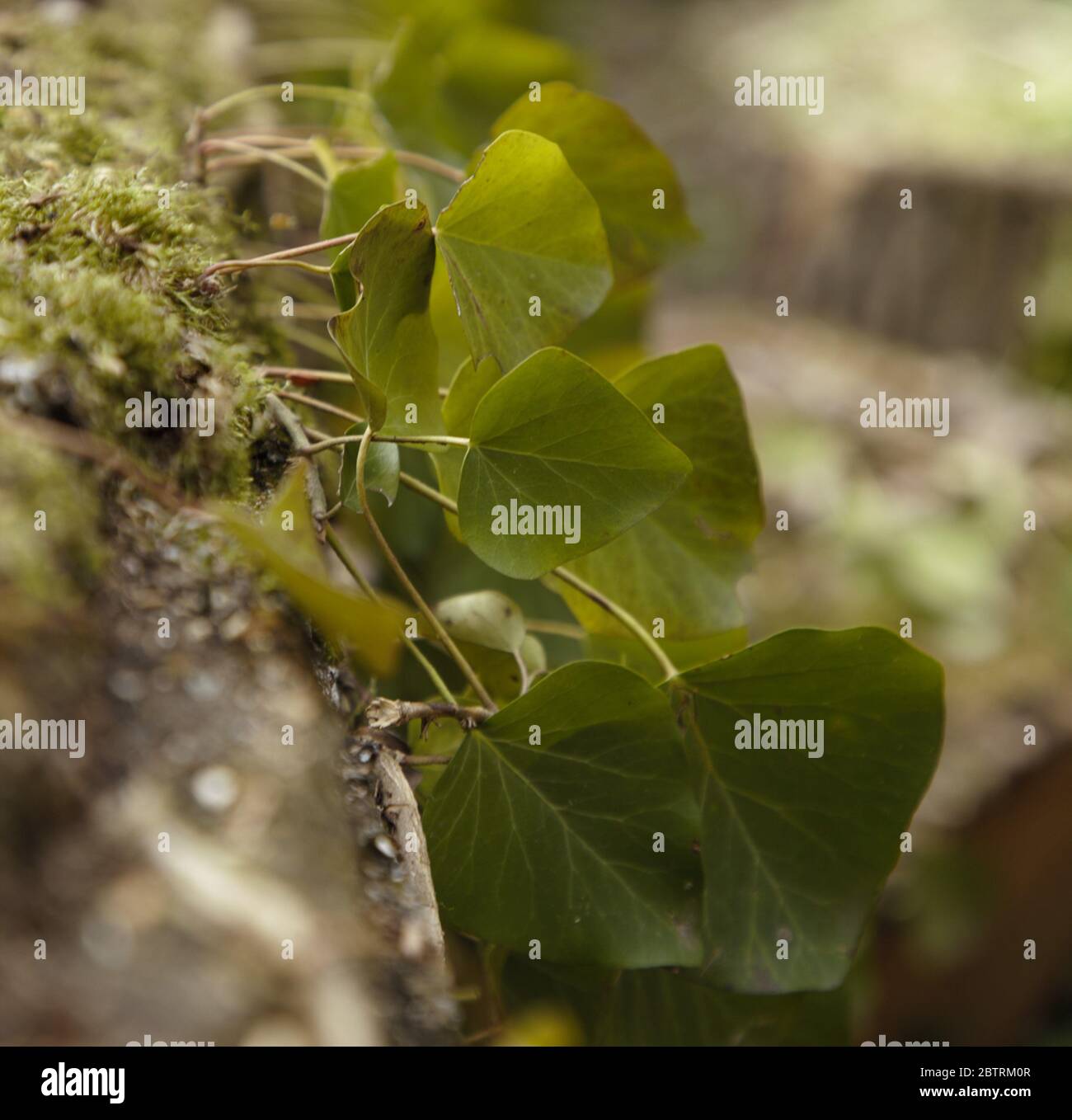 Greenery forests hi-res stock photography and images - Alamy