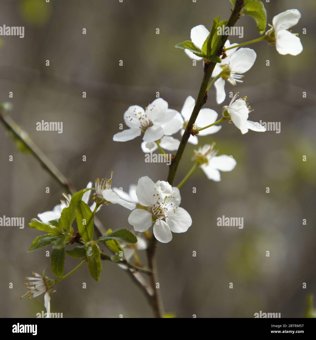 Blossoming tree hi-res stock photography and images - Alamy
