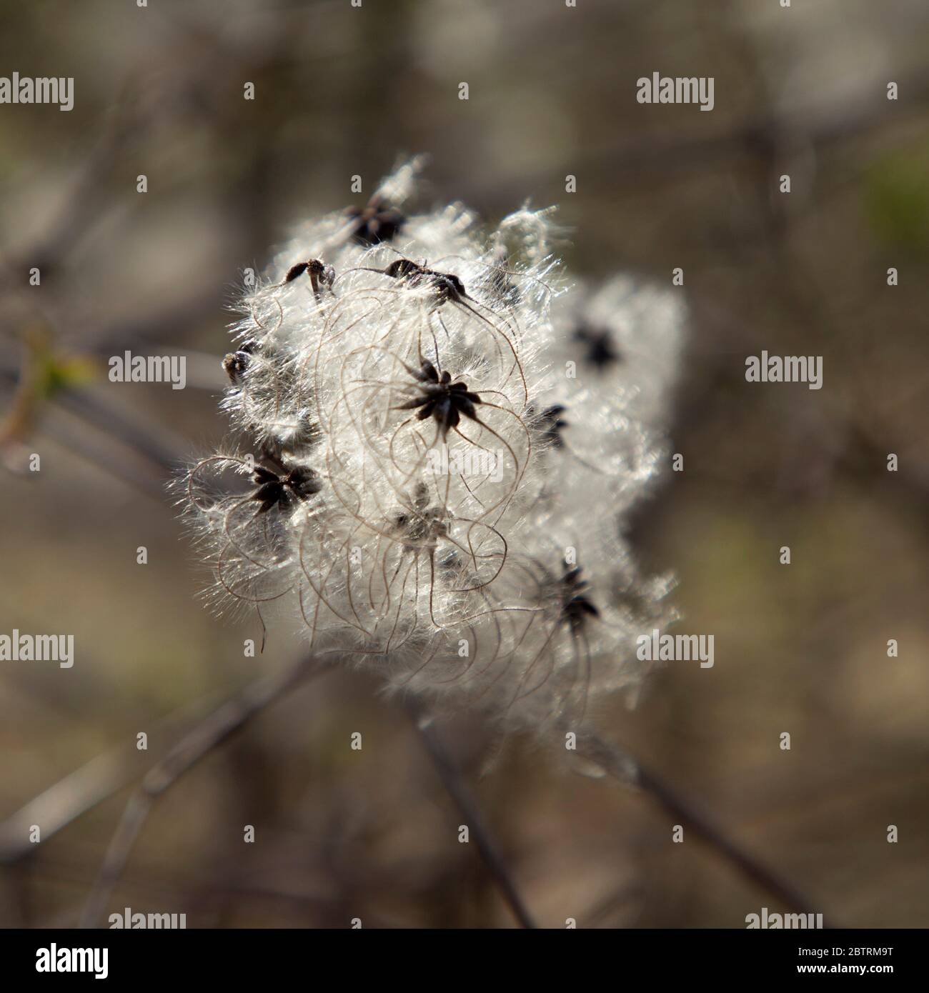 Interesting texture hi-res stock photography and images - Alamy