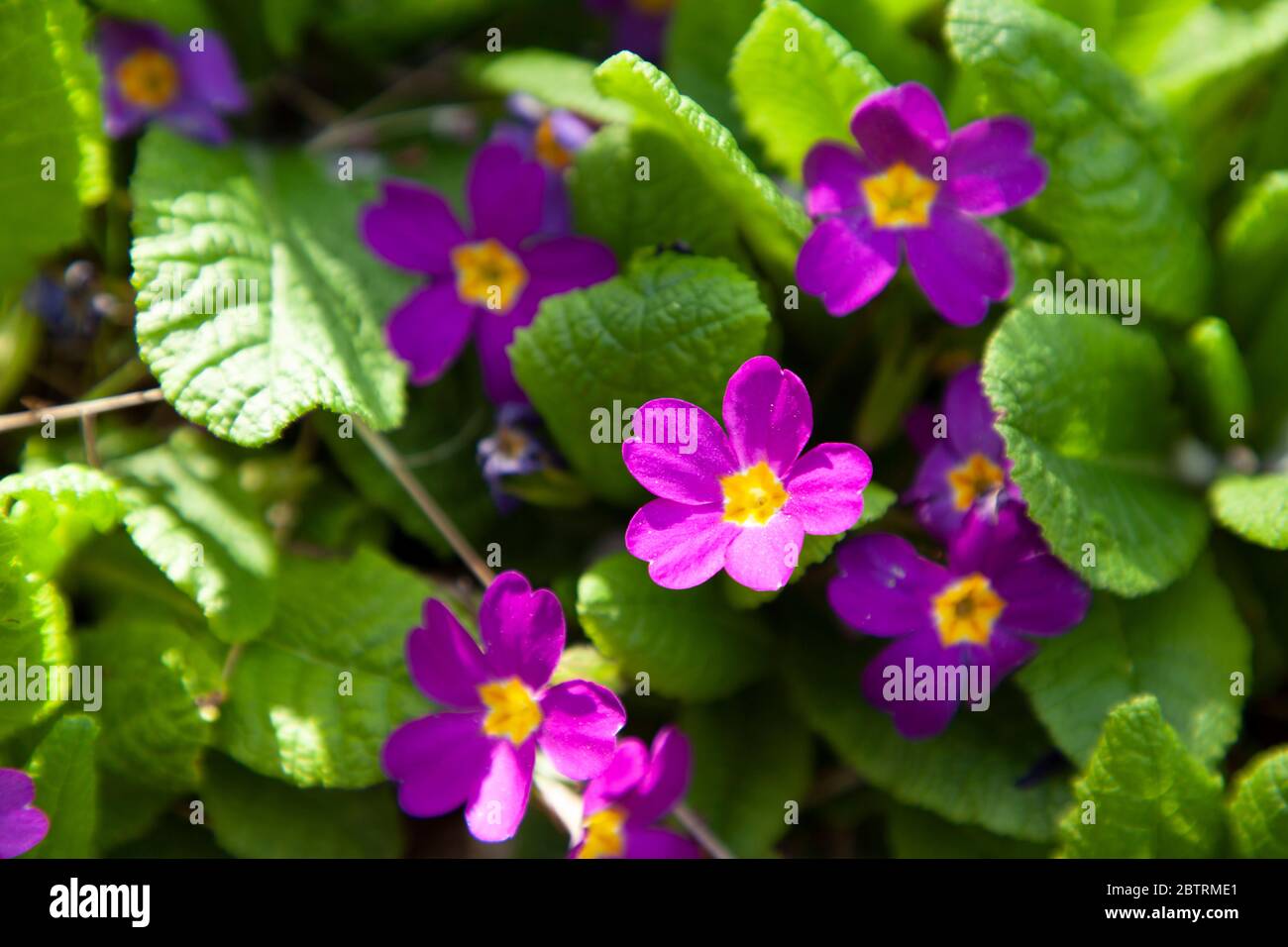 Primula wanda plant hi-res stock photography and images - Alamy