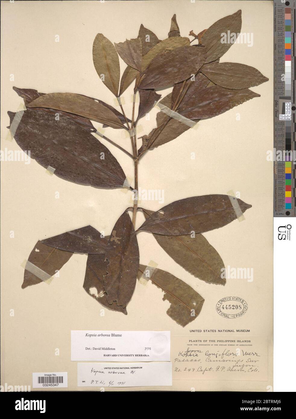 Kopsia arborea Blume Stock Photo - Alamy