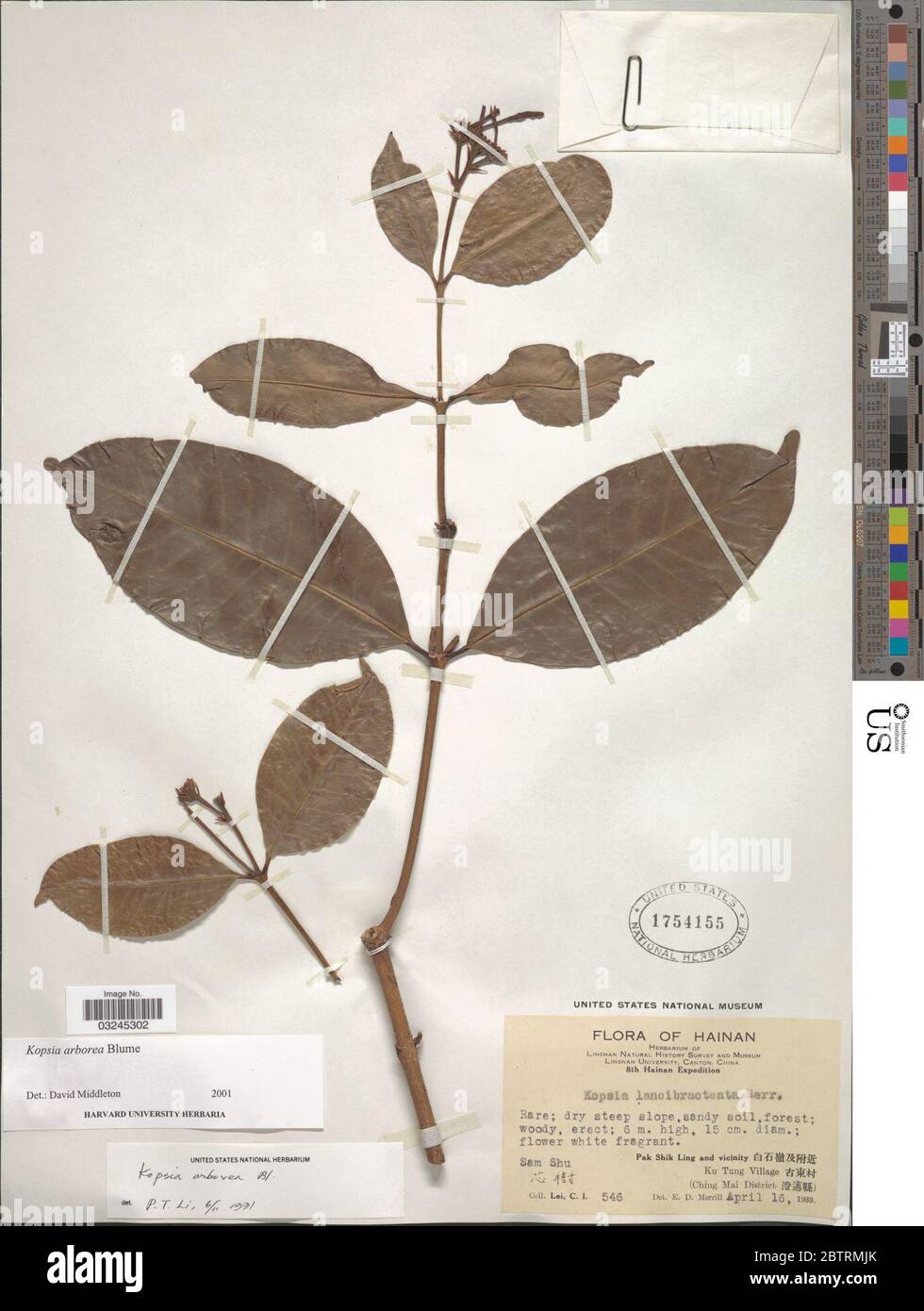 Kopsia arborea Blume Stock Photo - Alamy