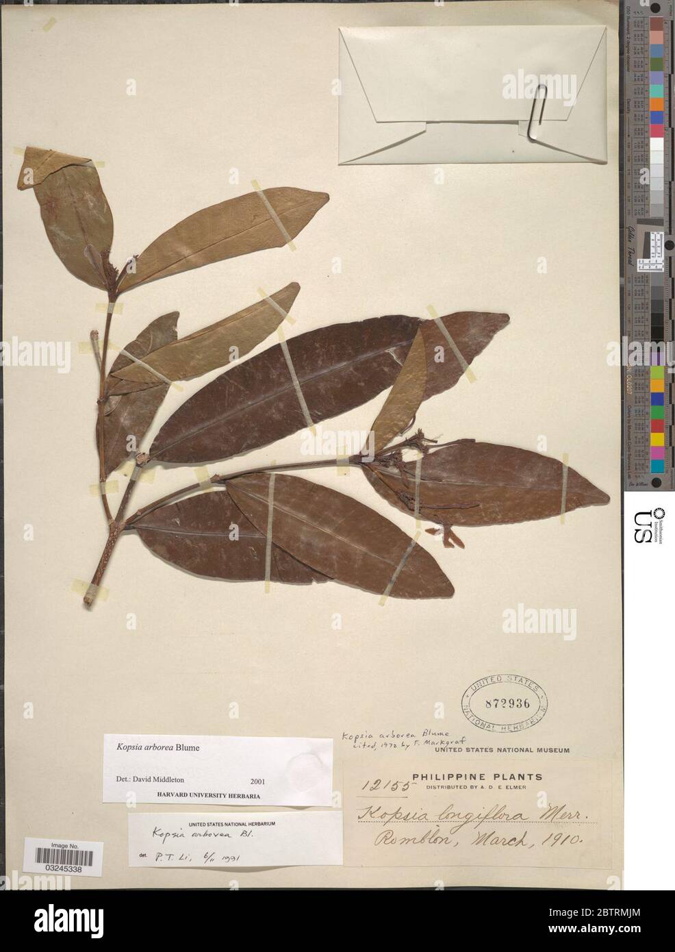 Kopsia arborea Blume Stock Photo - Alamy