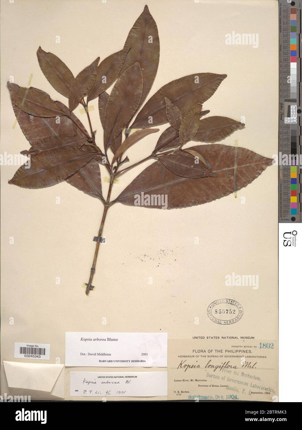 Kopsia arborea Blume Stock Photo - Alamy