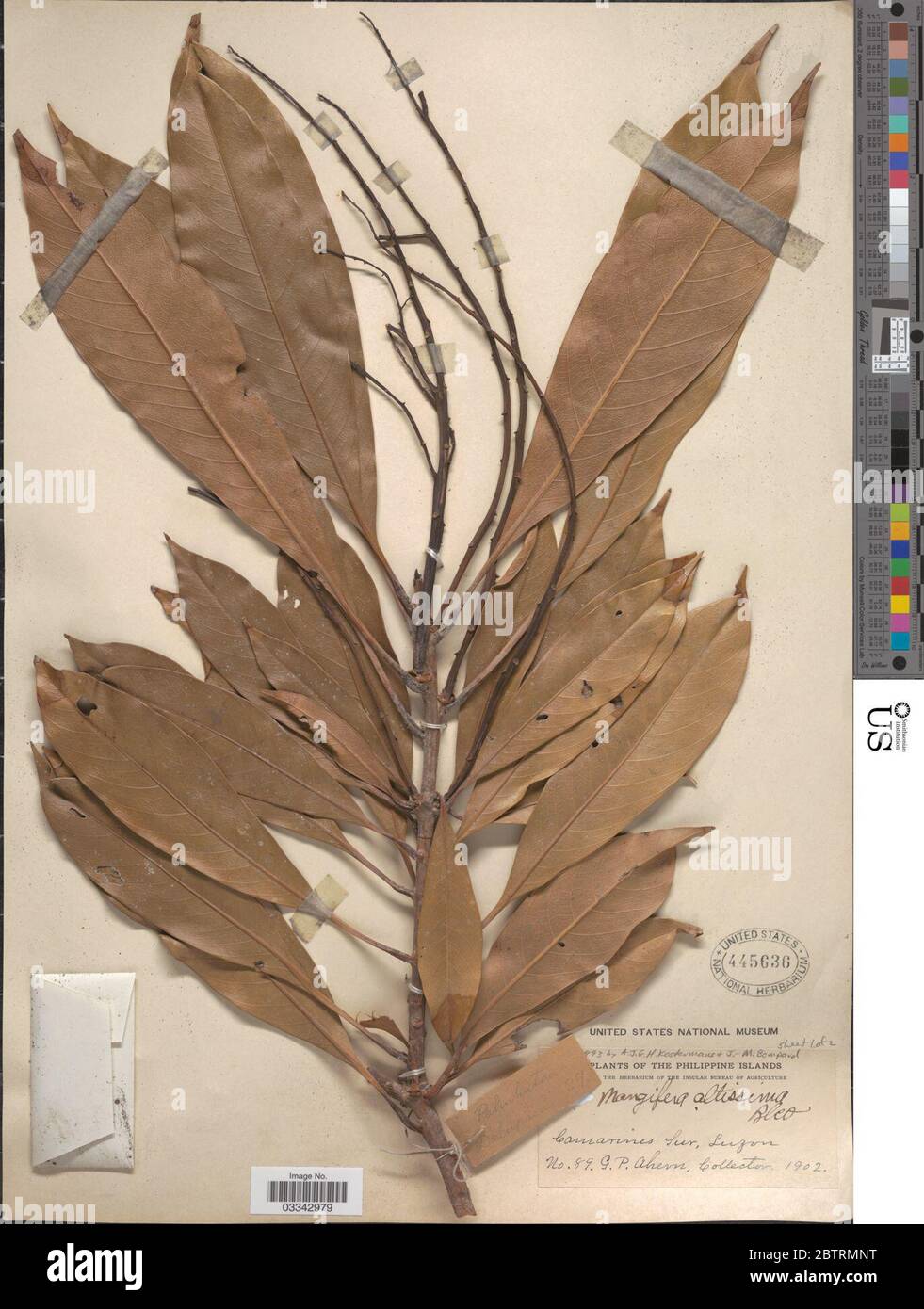 Mangifera altissima Blanco Stock Photo - Alamy