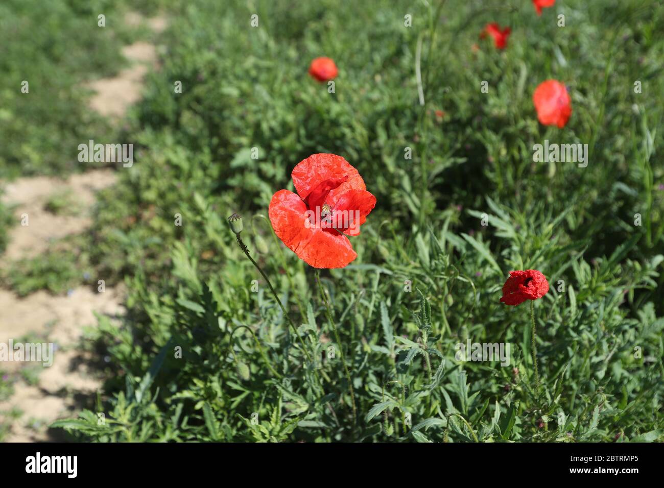 Beautiful wild poppy flower in the meadow Stock Photo - Alamy