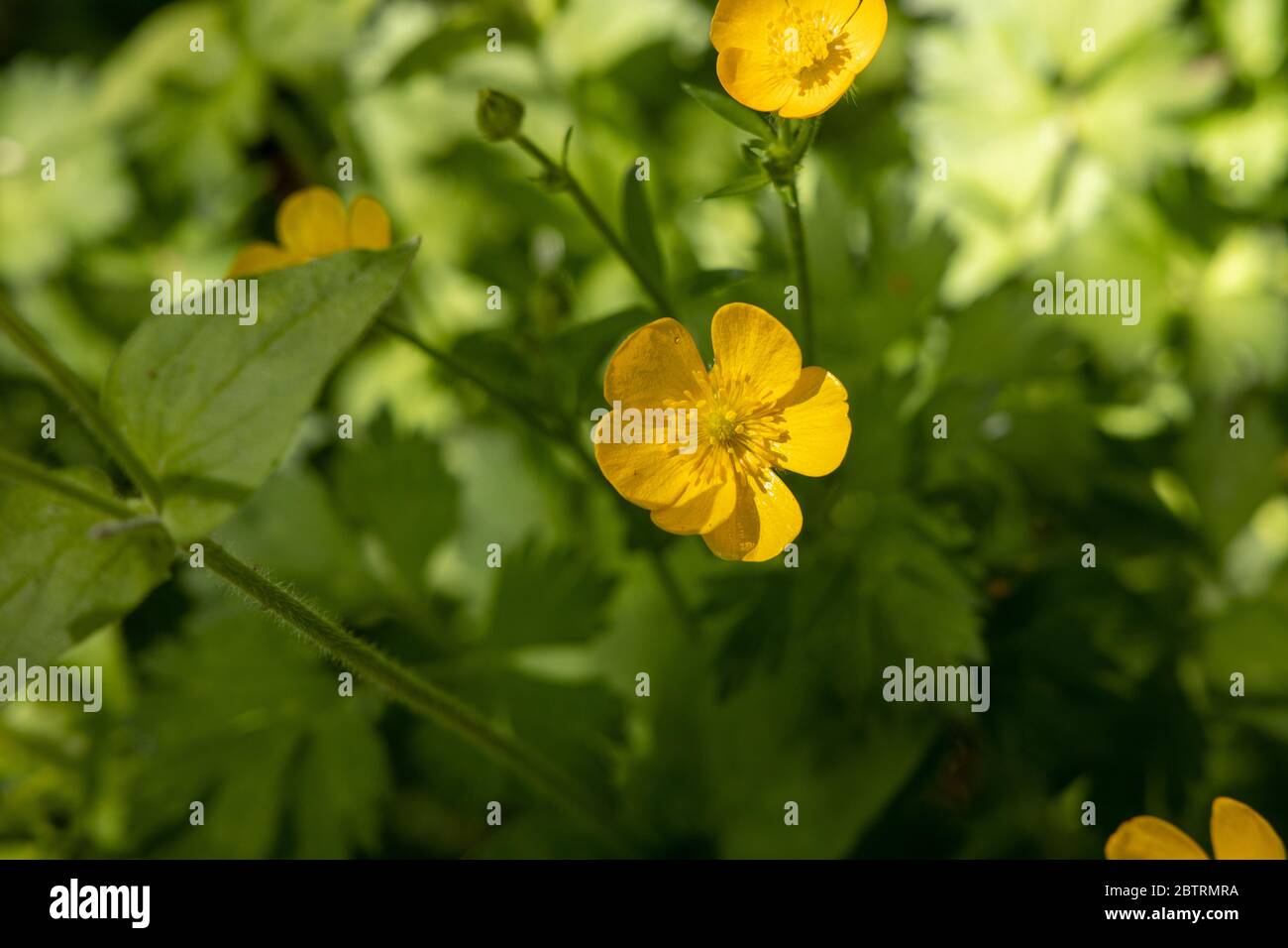 creeping buttercup, ranunculus repent, at Lukesland Gardens, Ivybridge ...