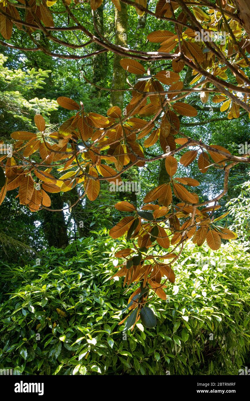 Indian Almond Tree High Resolution Stock Photography and Images - Alamy