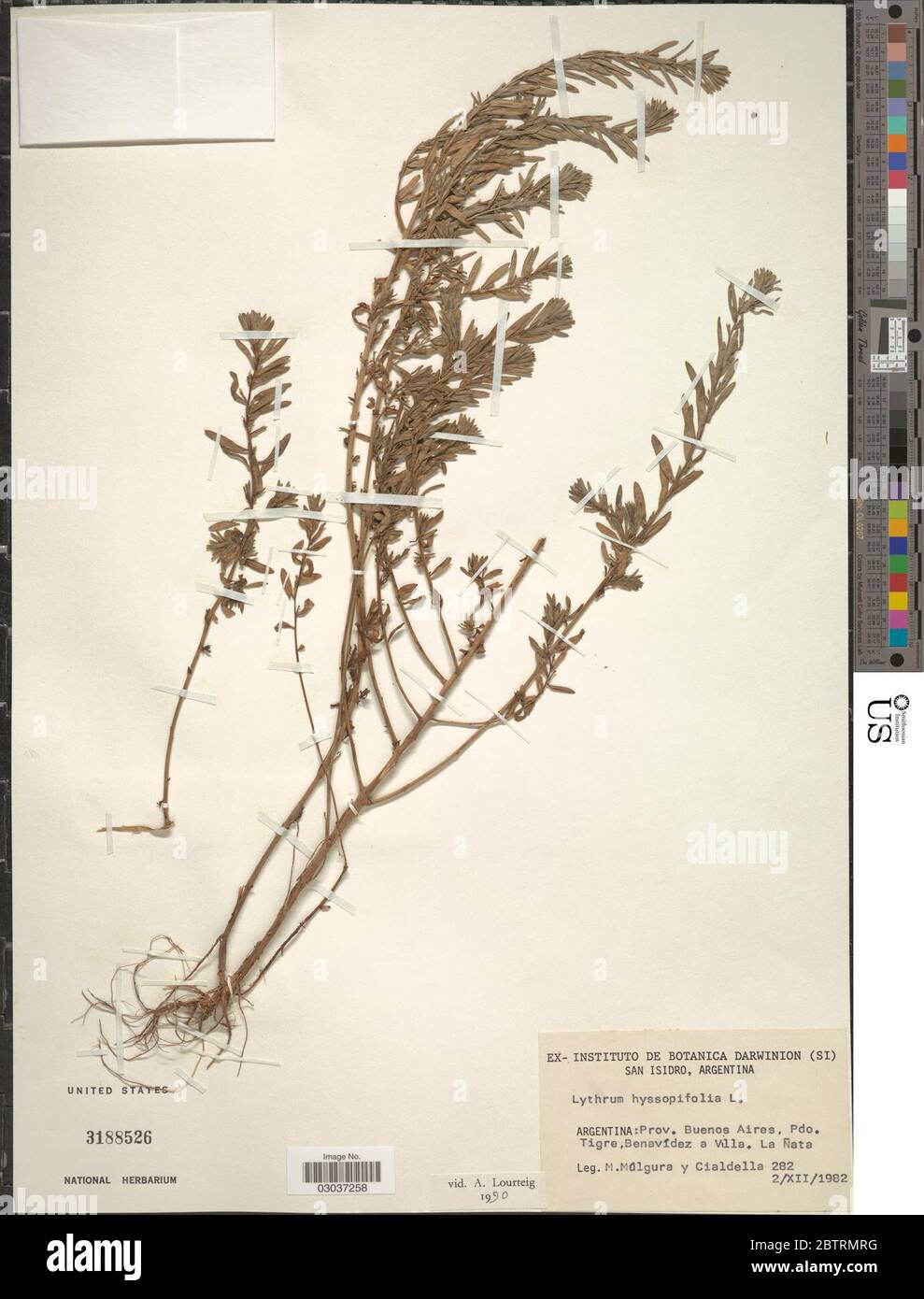 Lythrum hyssopifolia L Stock Photo - Alamy