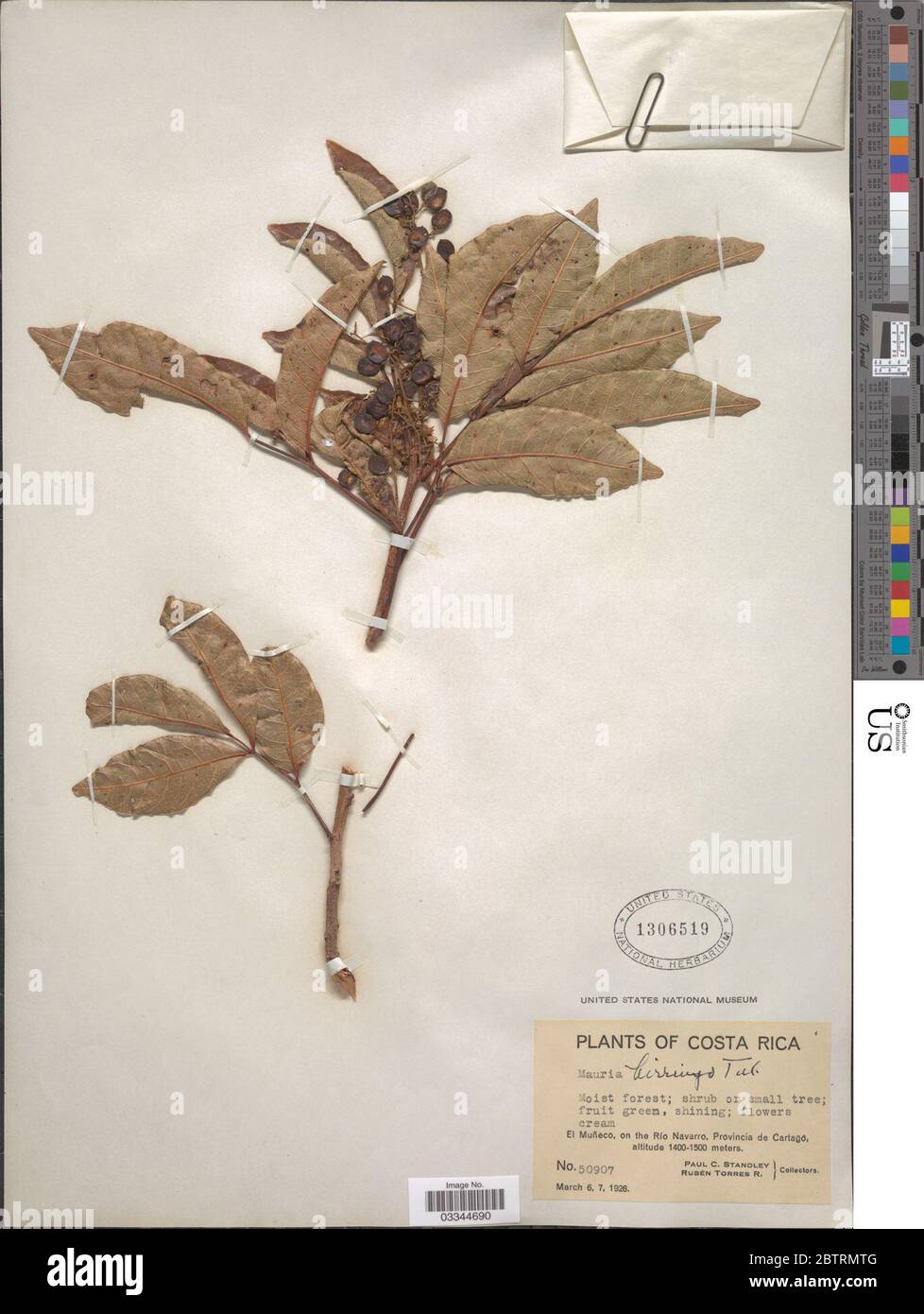 Mauria biringo Tul Stock Photo - Alamy