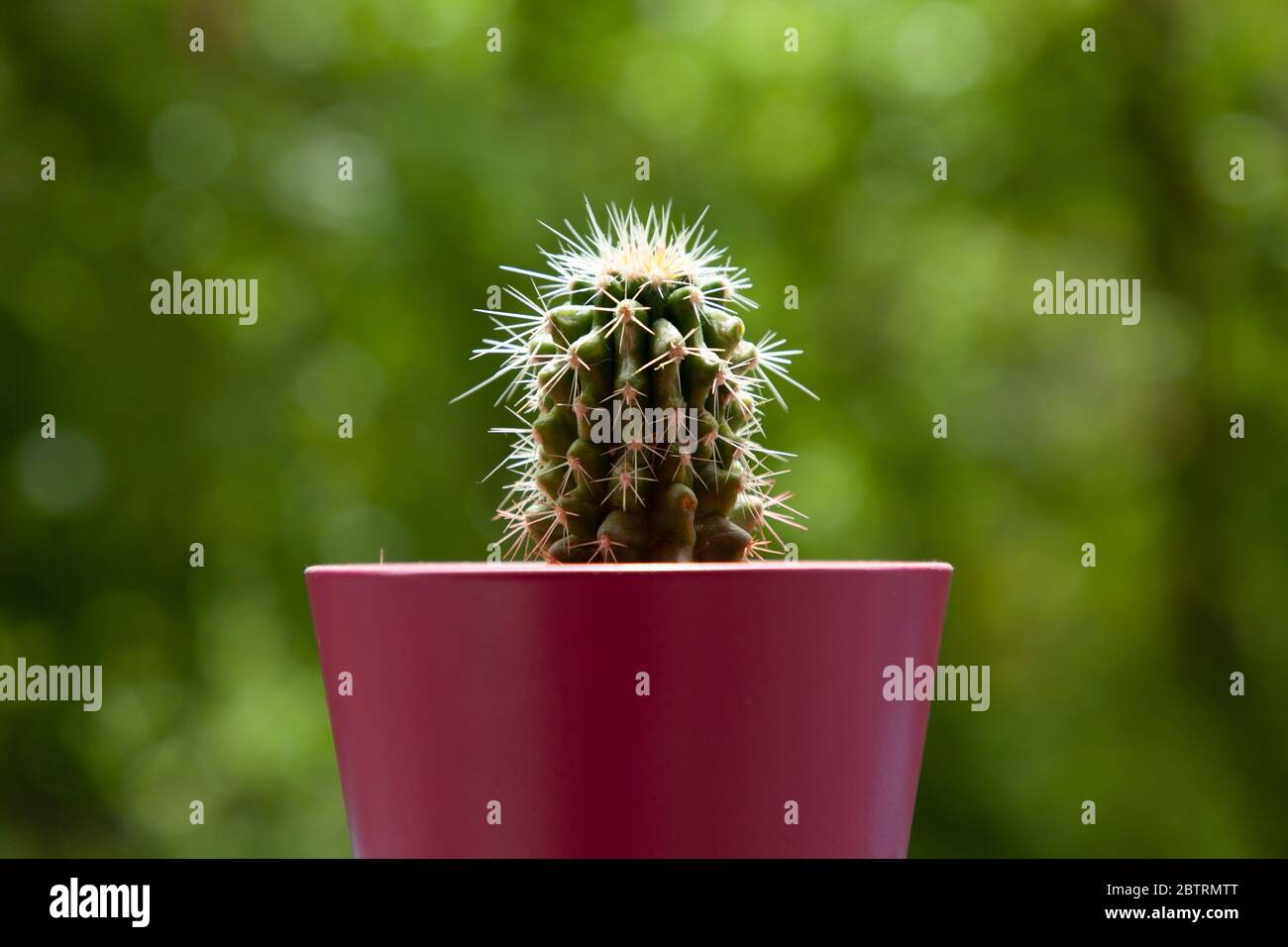 Cactus botanical hi-res stock photography and images - Alamy