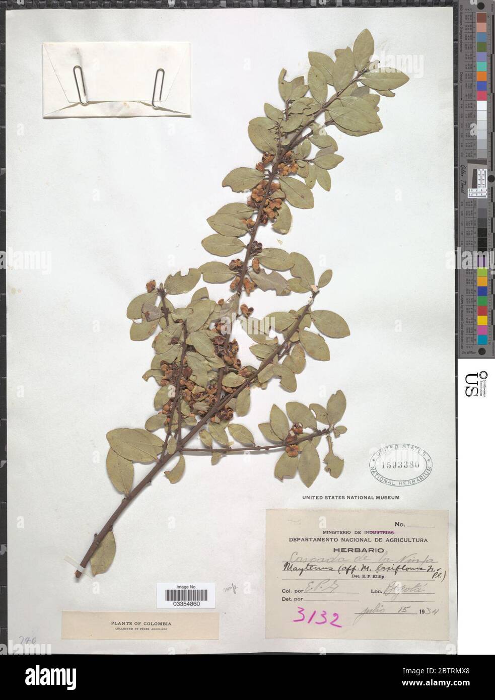 Maytenus laxiflora Triana Planch Stock Photo - Alamy