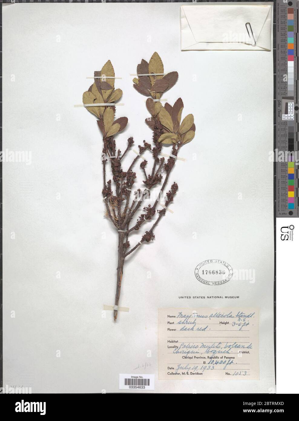 Alticola hi-res stock photography and images - Alamy