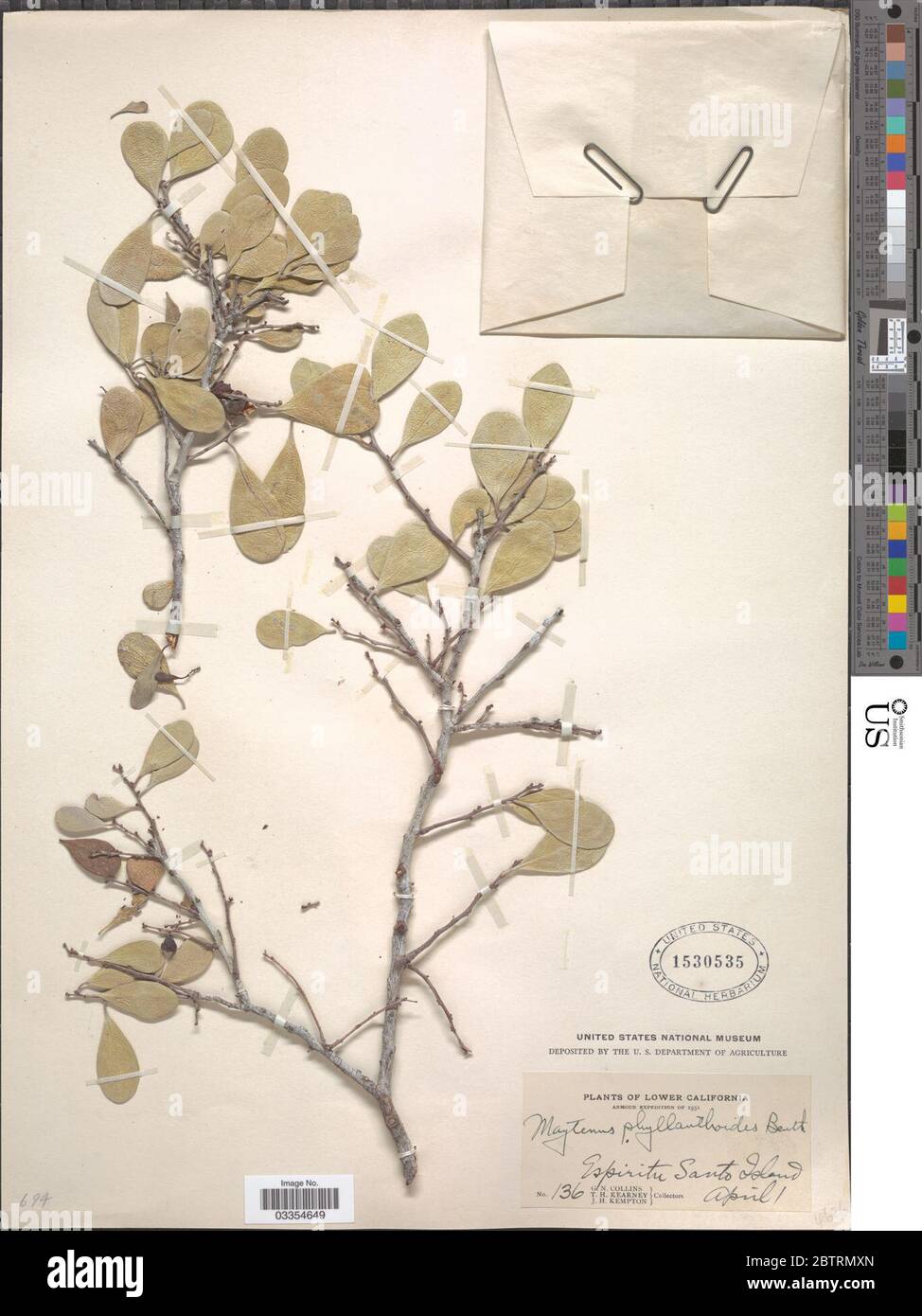 Phyllanthoides hi-res stock photography and images - Alamy