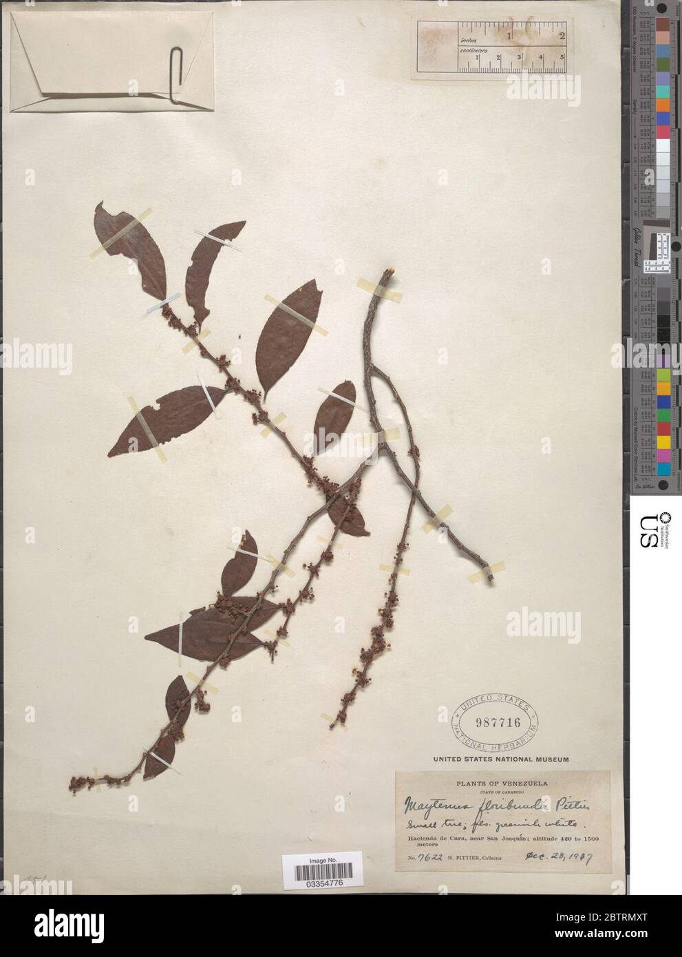 Maytenus floribunda Pittier Stock Photo - Alamy