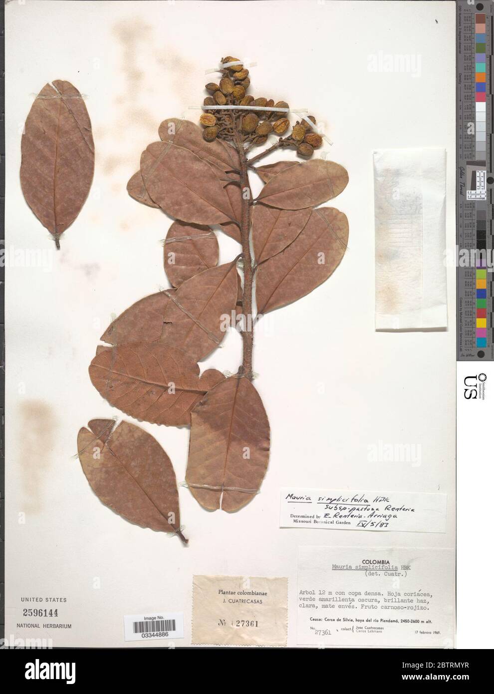 Simplicifolia hi-res stock photography and images - Alamy