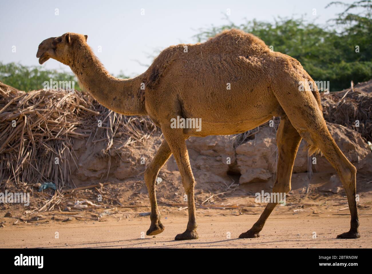Saudi Dessert Camel and baby Camel Stock Photo - Alamy