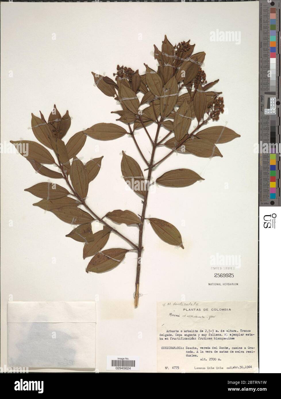 Miconia sp hi-res stock photography and images - Alamy