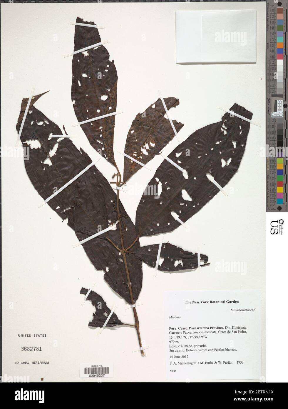 Miconia sp hi-res stock photography and images - Alamy