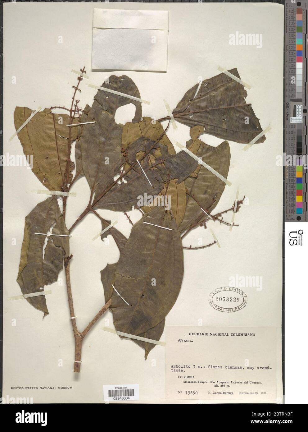 Miconia sp hi-res stock photography and images - Alamy