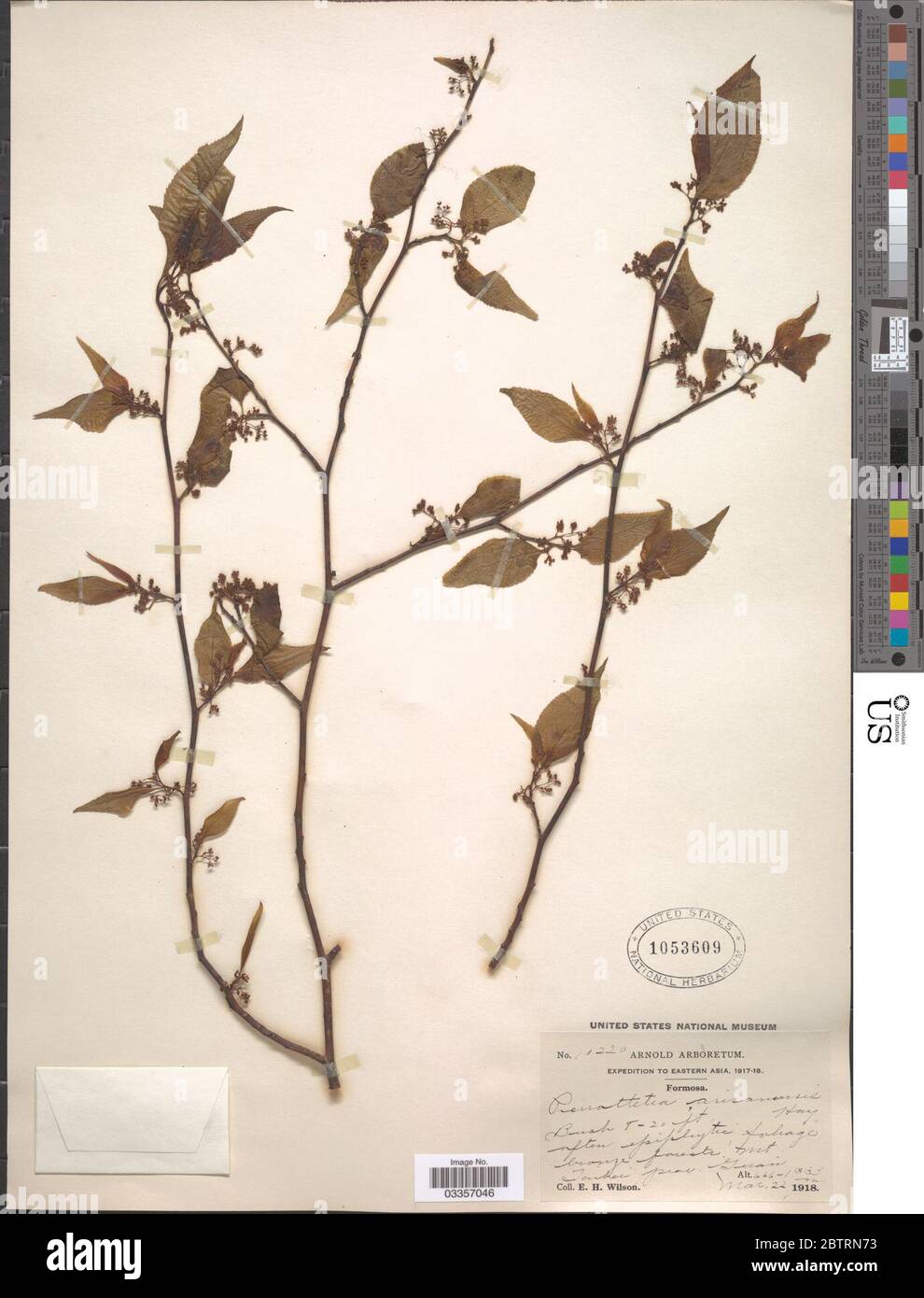 Perrottetia hi-res stock photography and images - Alamy