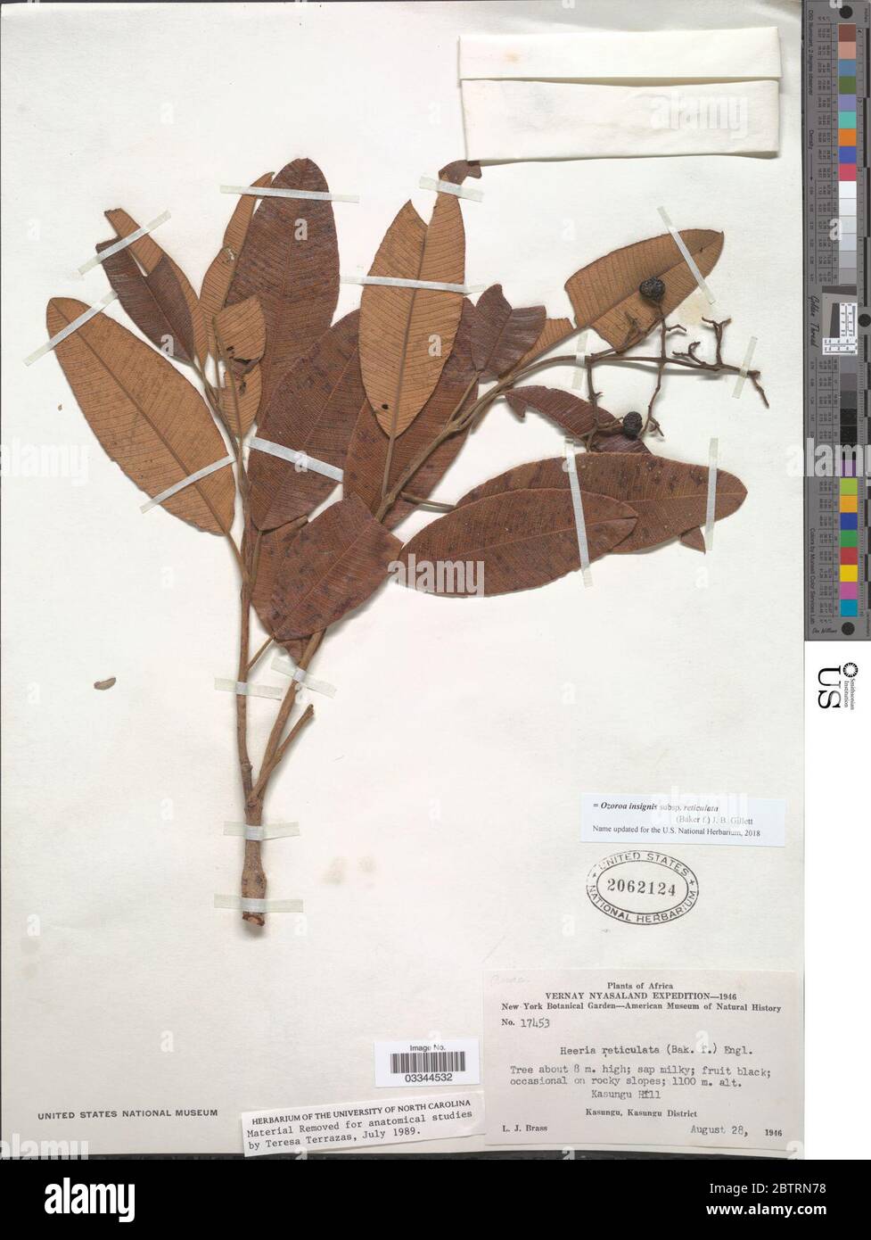 Ozoroa insignis subsp reticulata Delile Stock Photo - Alamy