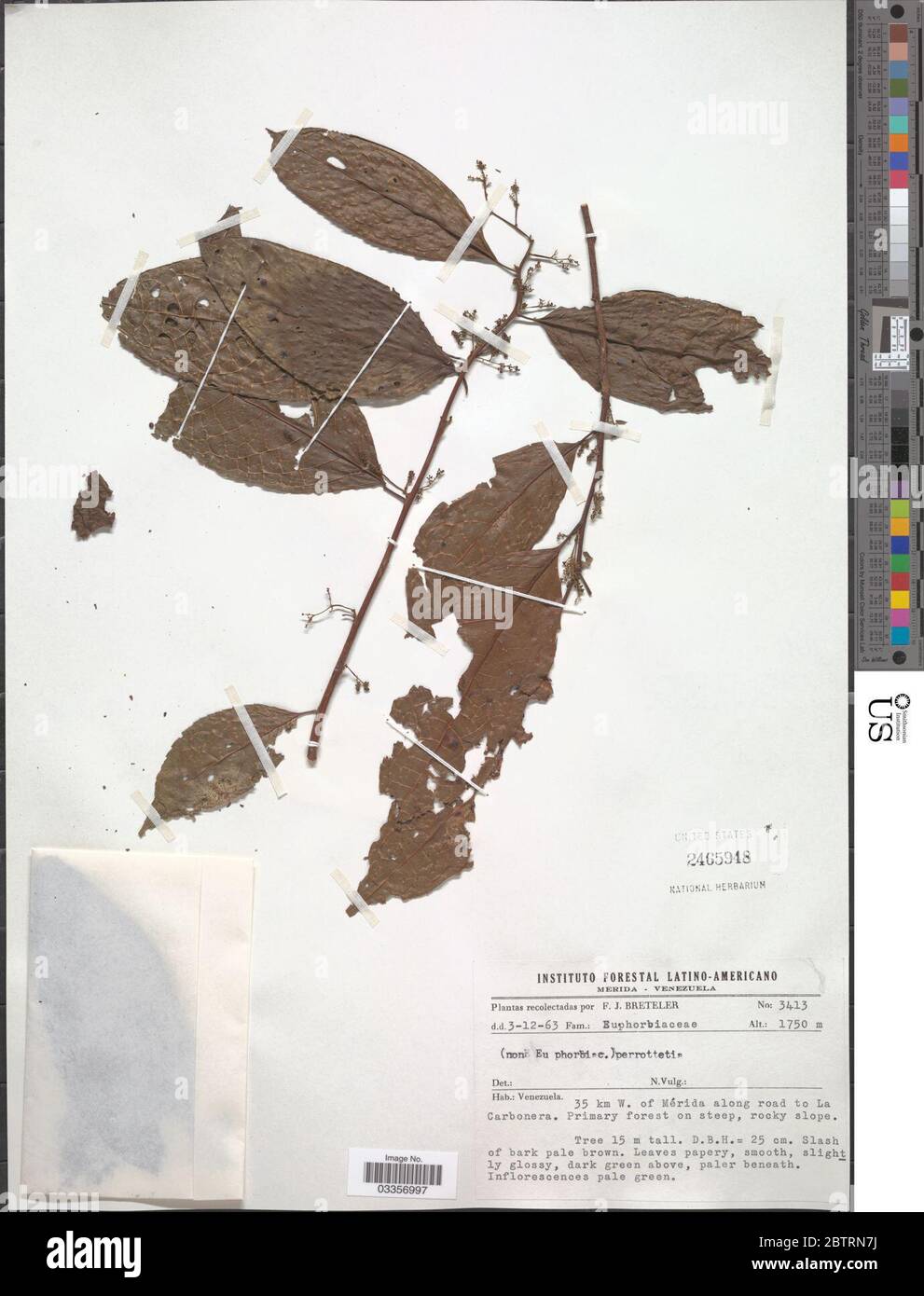 Perrottetia hi-res stock photography and images - Alamy