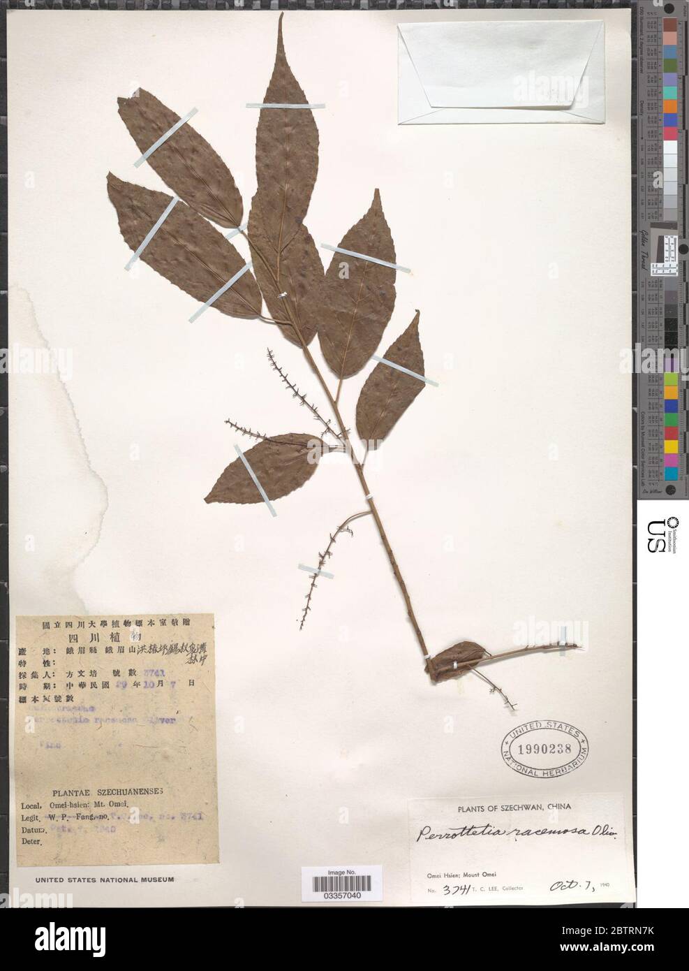 Perrottetia hi-res stock photography and images - Alamy