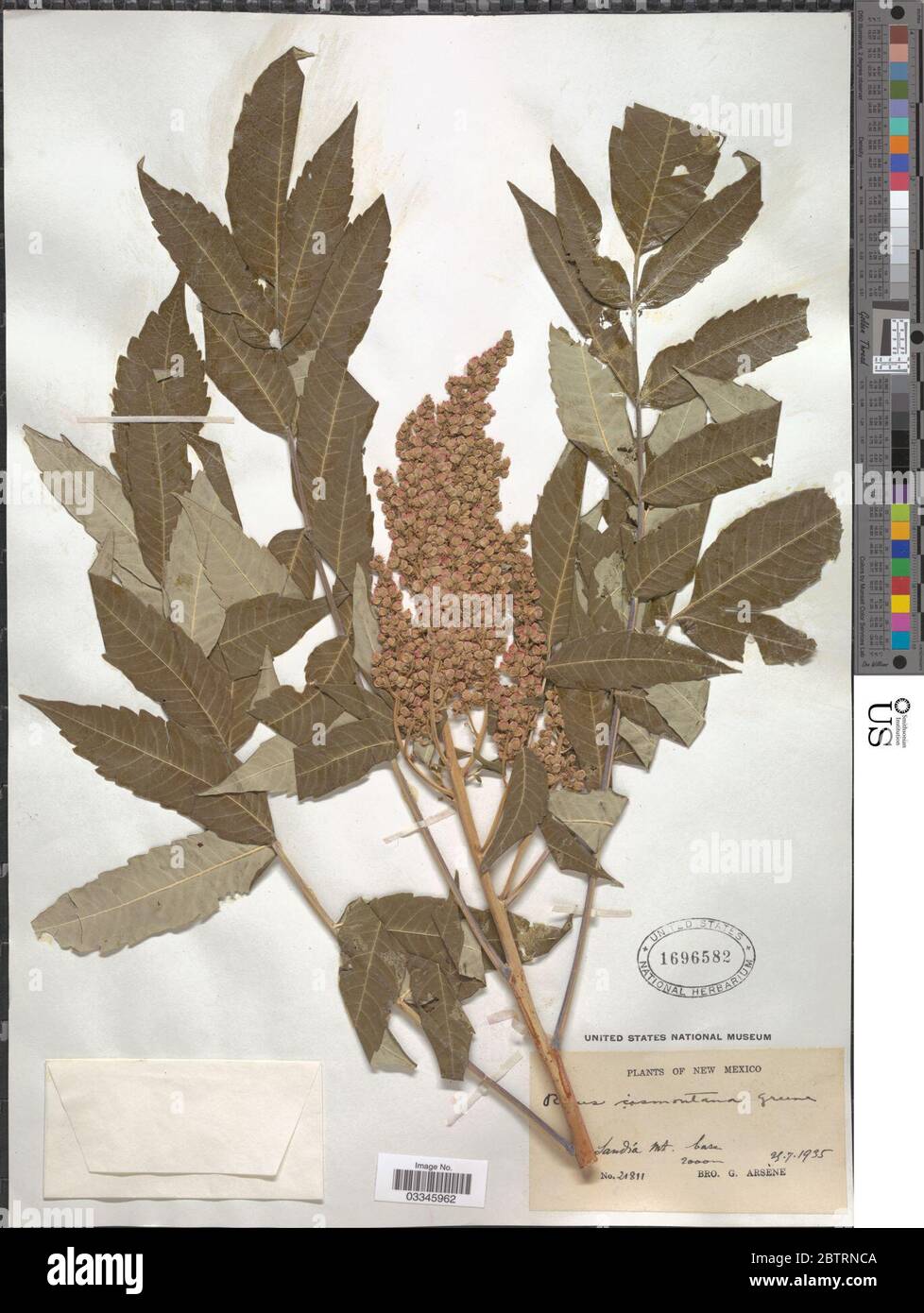 Rhus glabra botany hi-res stock photography and images - Alamy