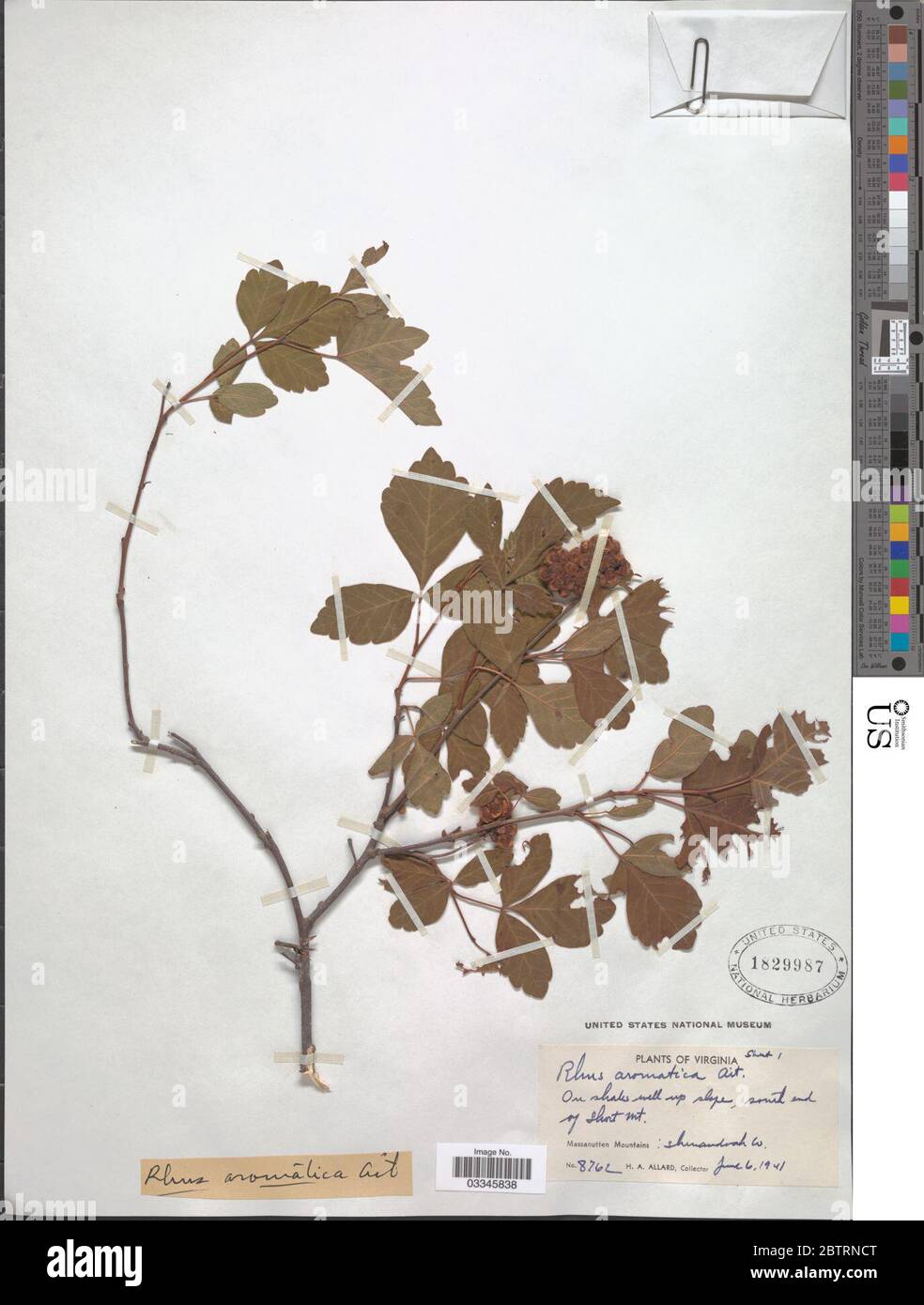 Rhus genus hi-res stock photography and images - Alamy