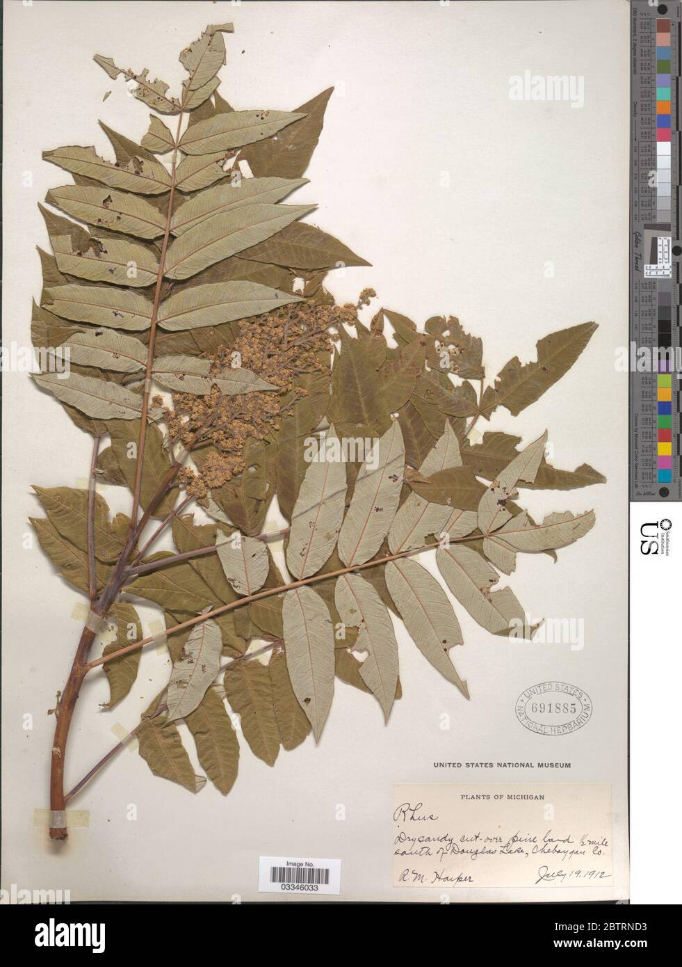 Rhus glabra l hi-res stock photography and images - Alamy