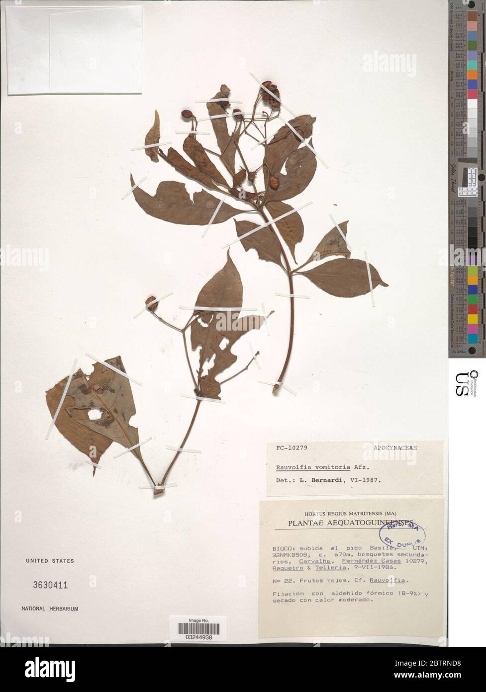 Rauvolfia vomitoria Afzel Stock Photo - Alamy