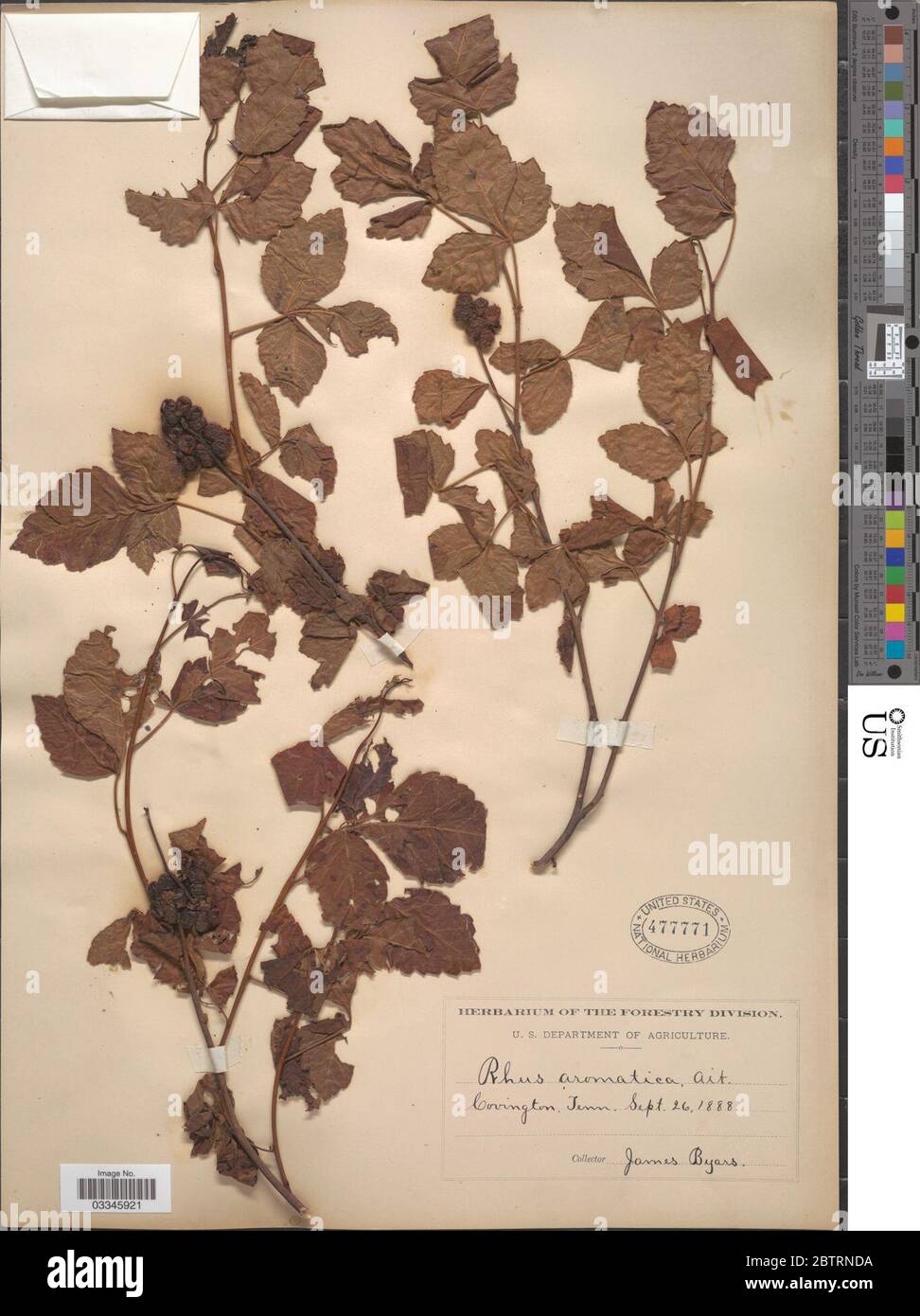 Rhus genus hi-res stock photography and images - Alamy