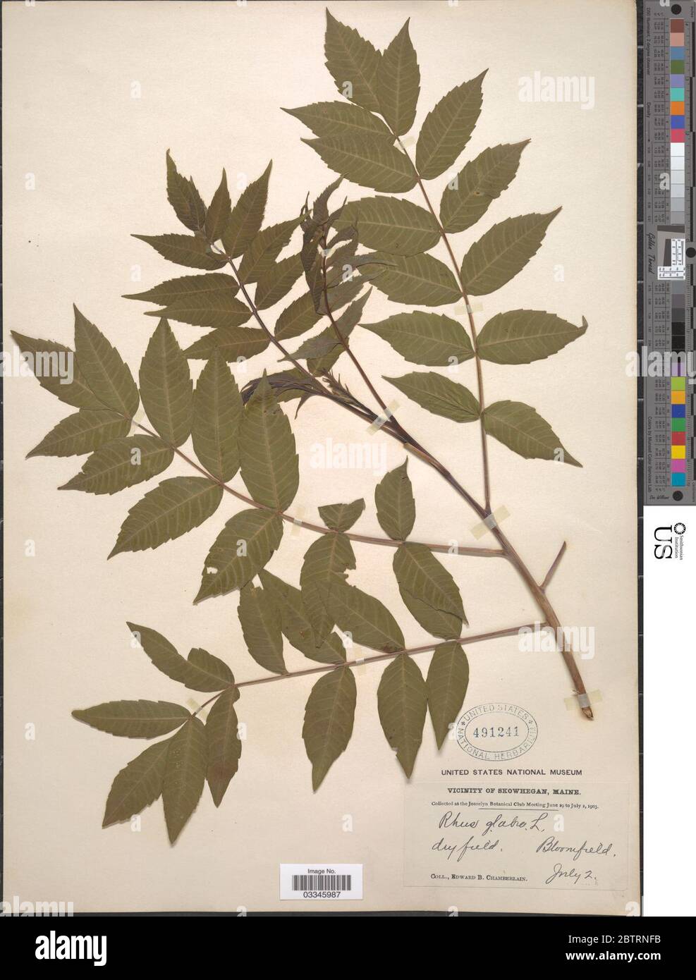 Rhus glabra botany hi-res stock photography and images - Alamy