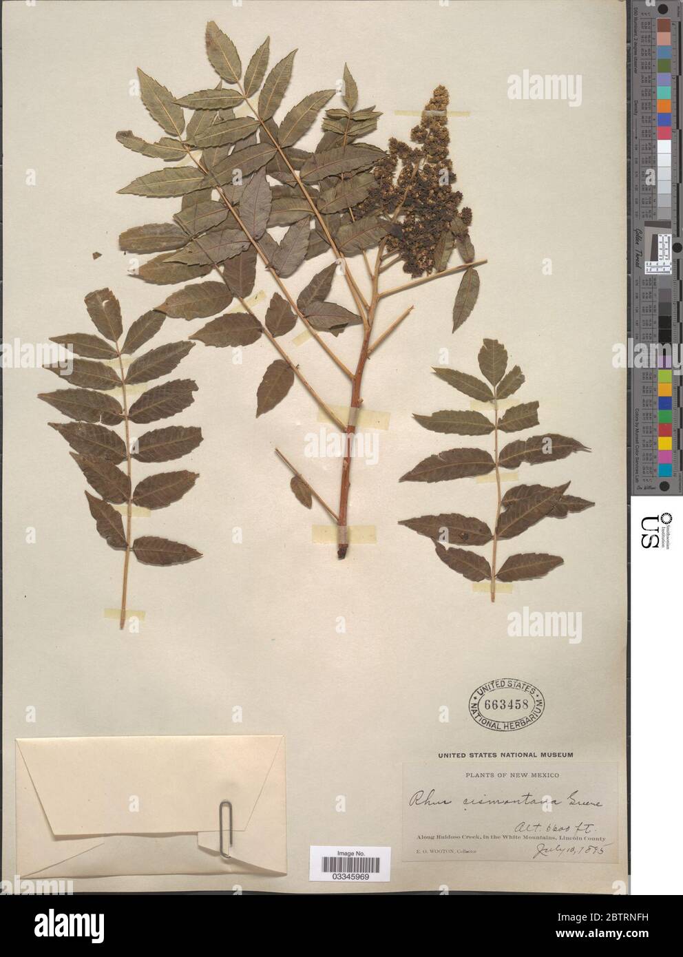 Rhus glabra L Stock Photo - Alamy