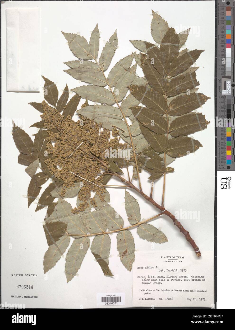 Rhus glabra L Stock Photo - Alamy