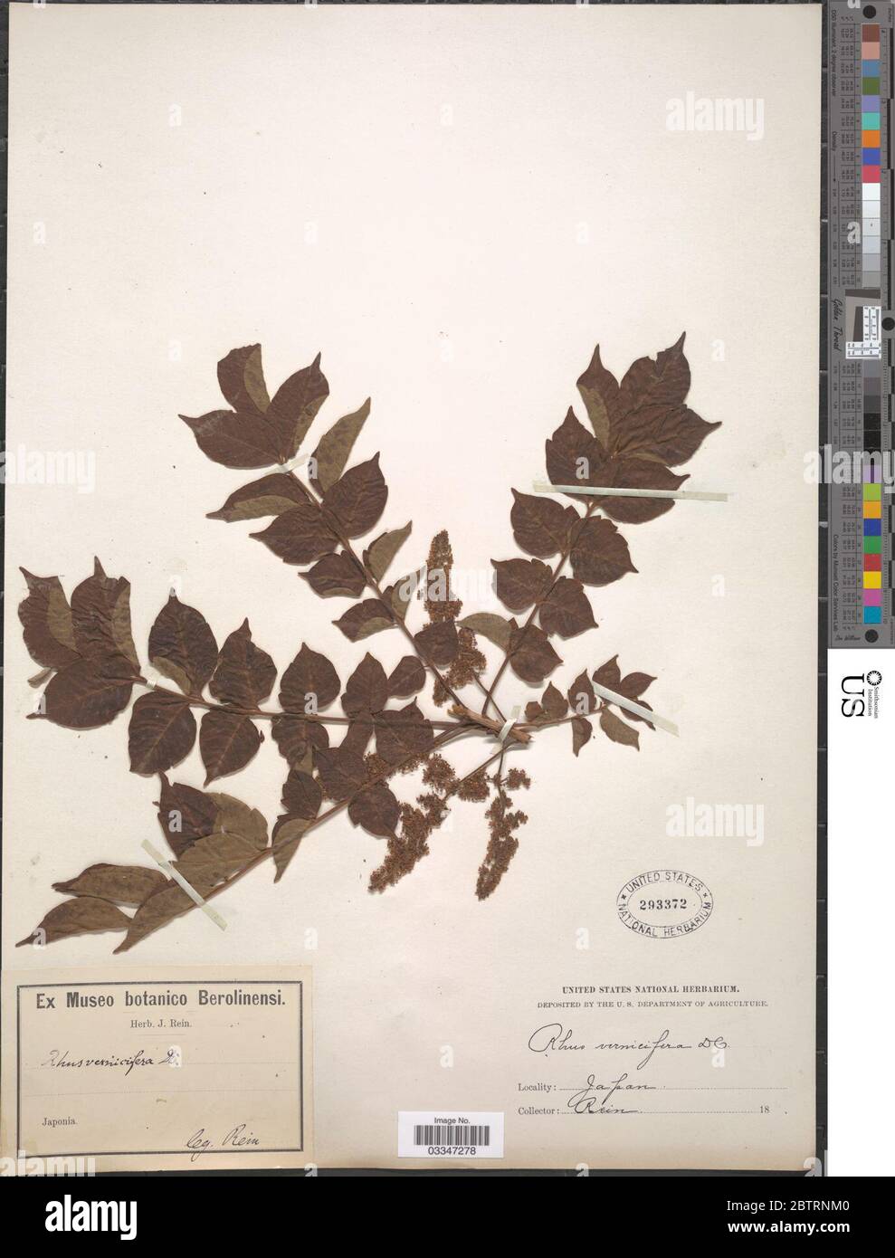 Rhus verniciflua hi-res stock photography and images - Alamy