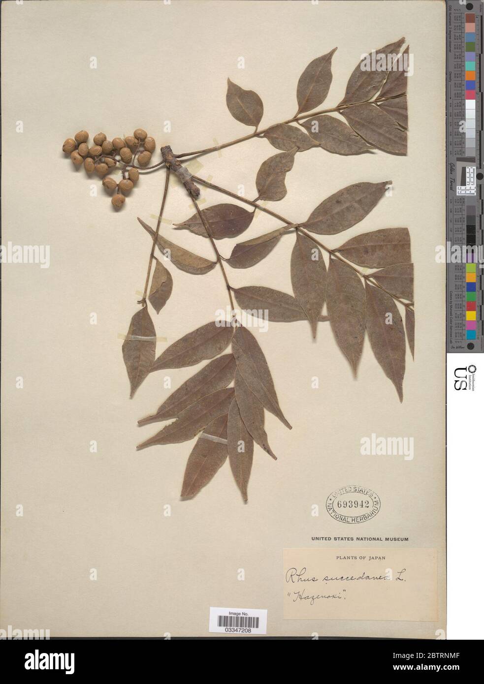 Rhus succedanea L Stock Photo - Alamy