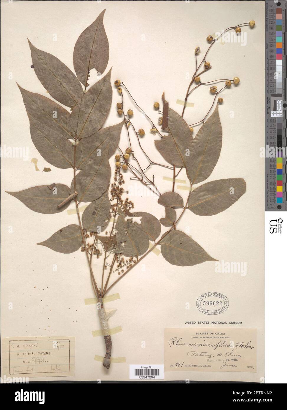 Rhus verniciflua hi-res stock photography and images - Alamy