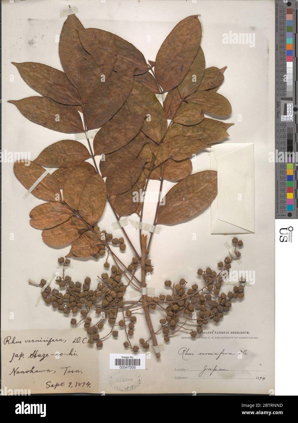 Rhus succedanea L Stock Photo - Alamy