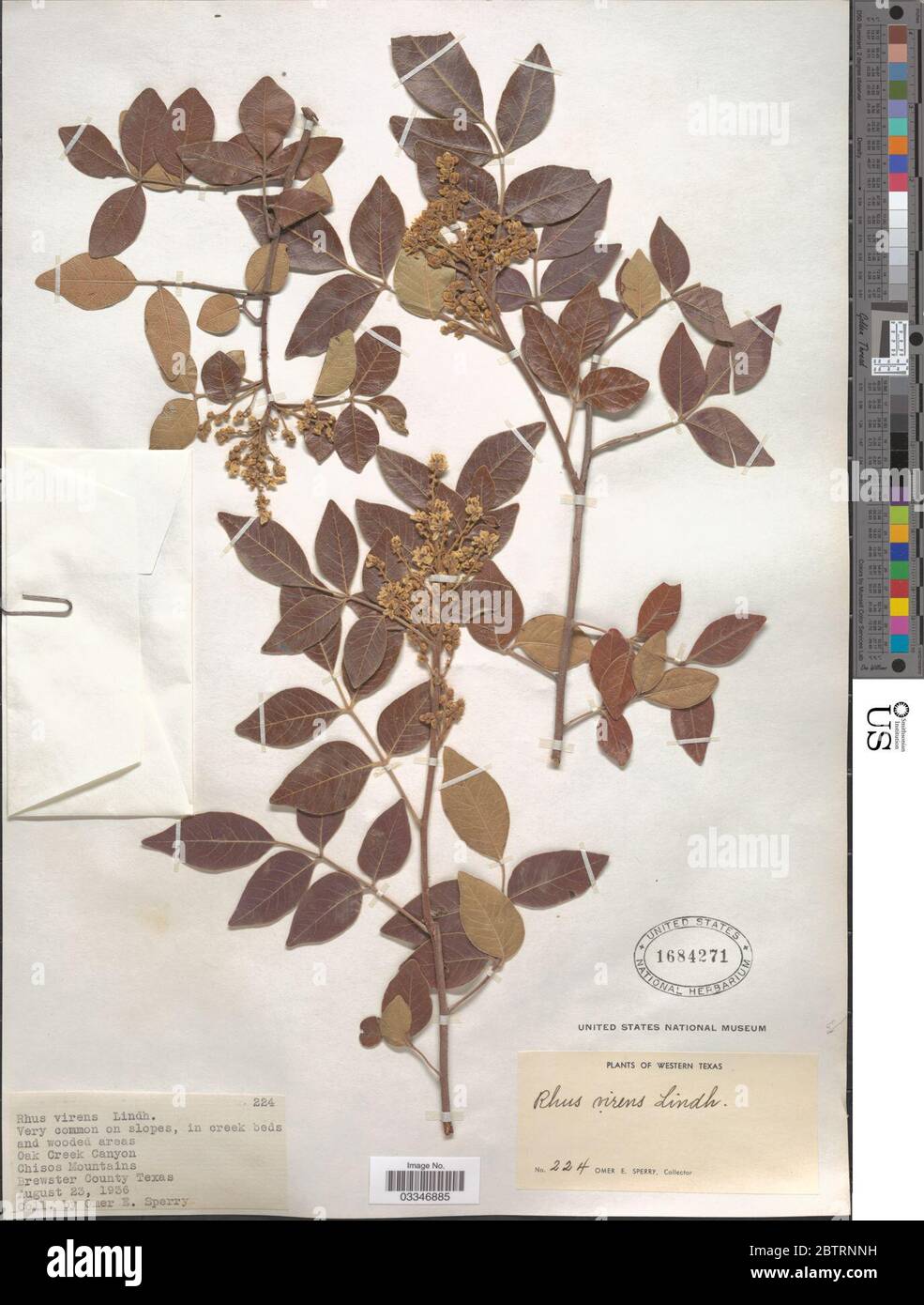 Rhus virens hi-res stock photography and images - Alamy