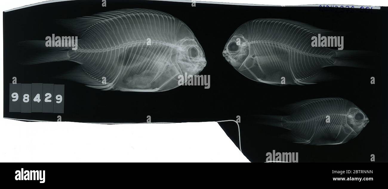 Acanthochromis polyacanthus. 6 Jun 20161 Stock Photo - Alamy